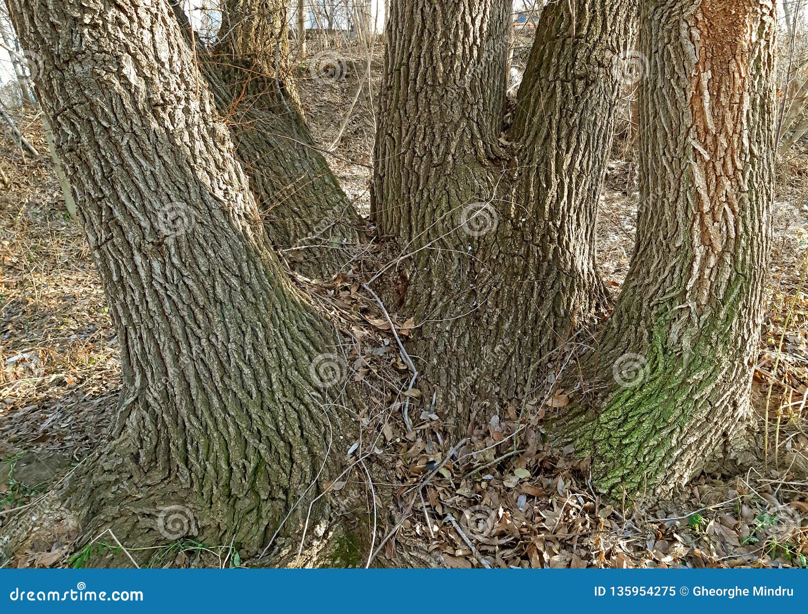 Old Elm Tree, it Has Many Stems and it`s Thick Stock Image - Image of ...