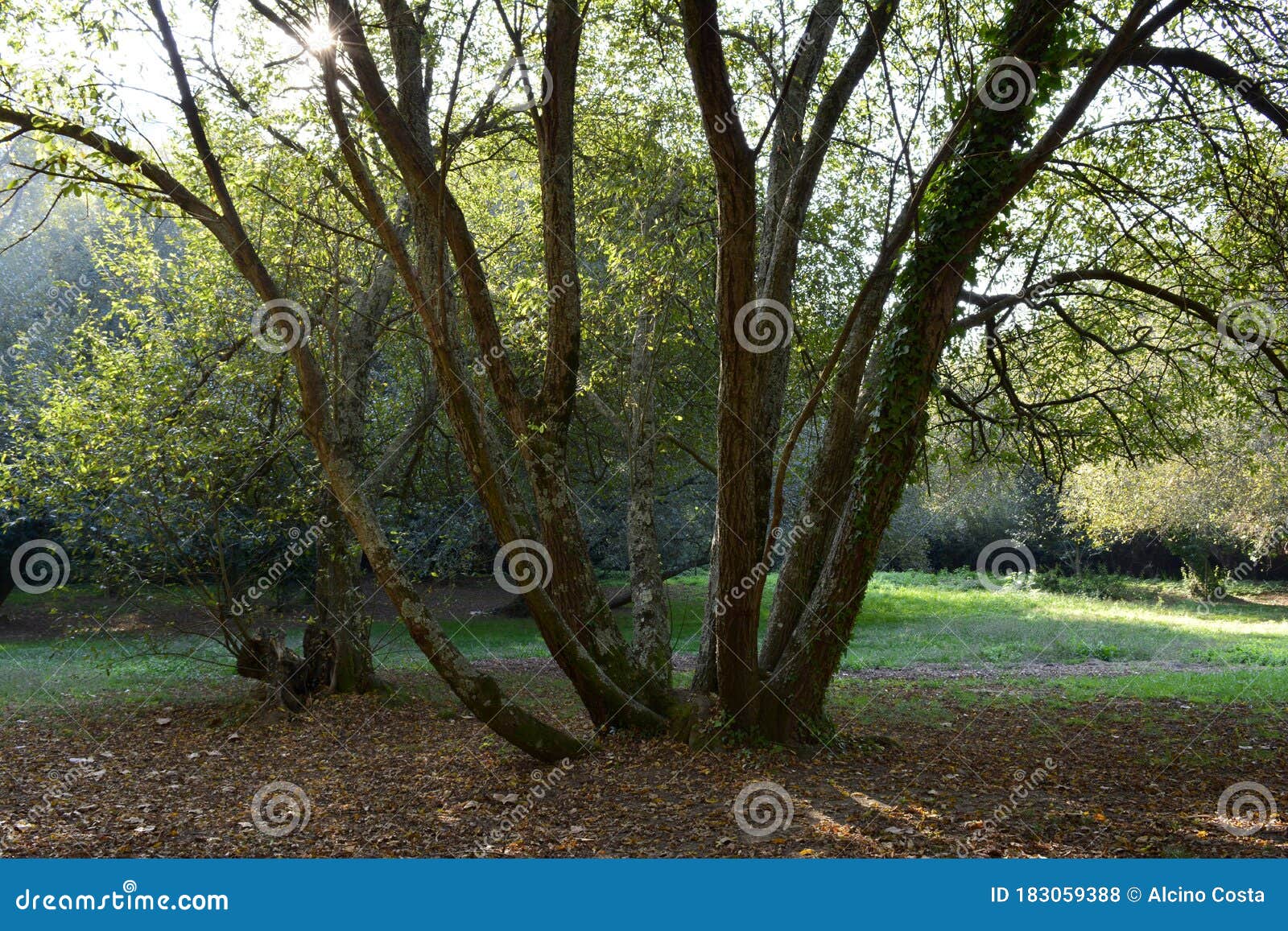 Old and big Elm tree stock photo. Image of wild, tree - 183059388