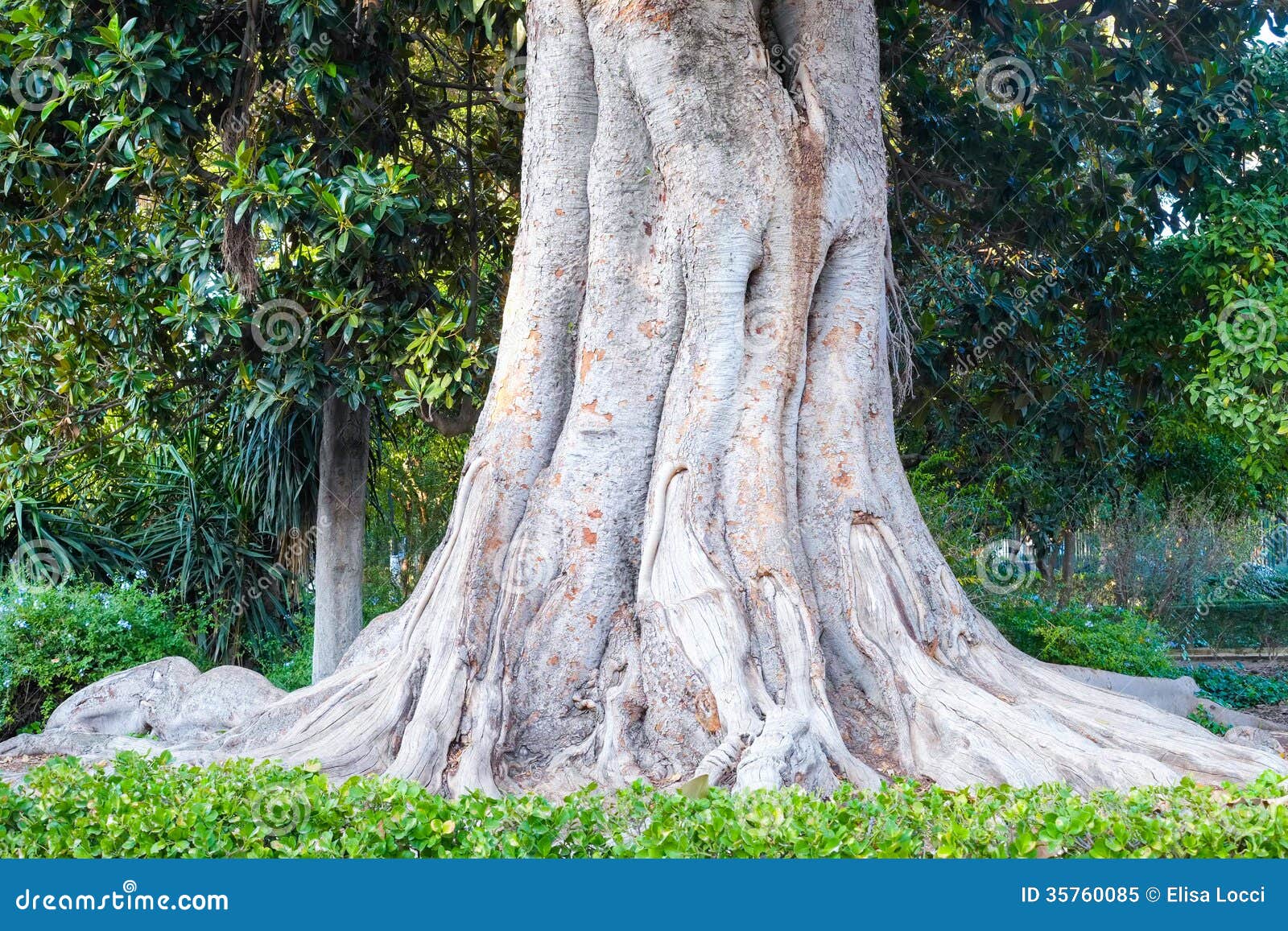 Old elm tree stock image. Image of ribera, tree, city - 35760085