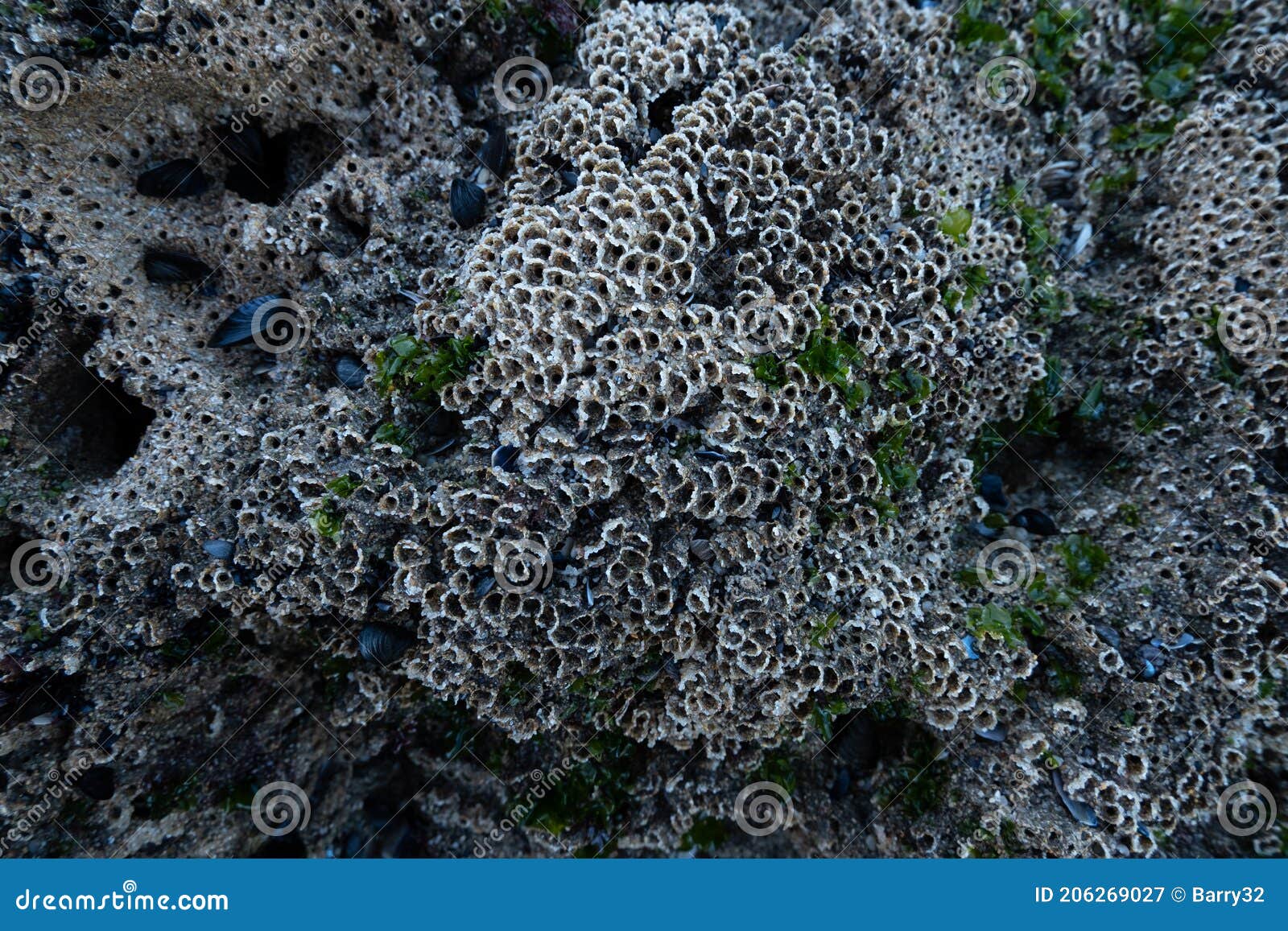 Old, Empty Barnacle Shells Attached To Sandstone Rocks at the Beach ...