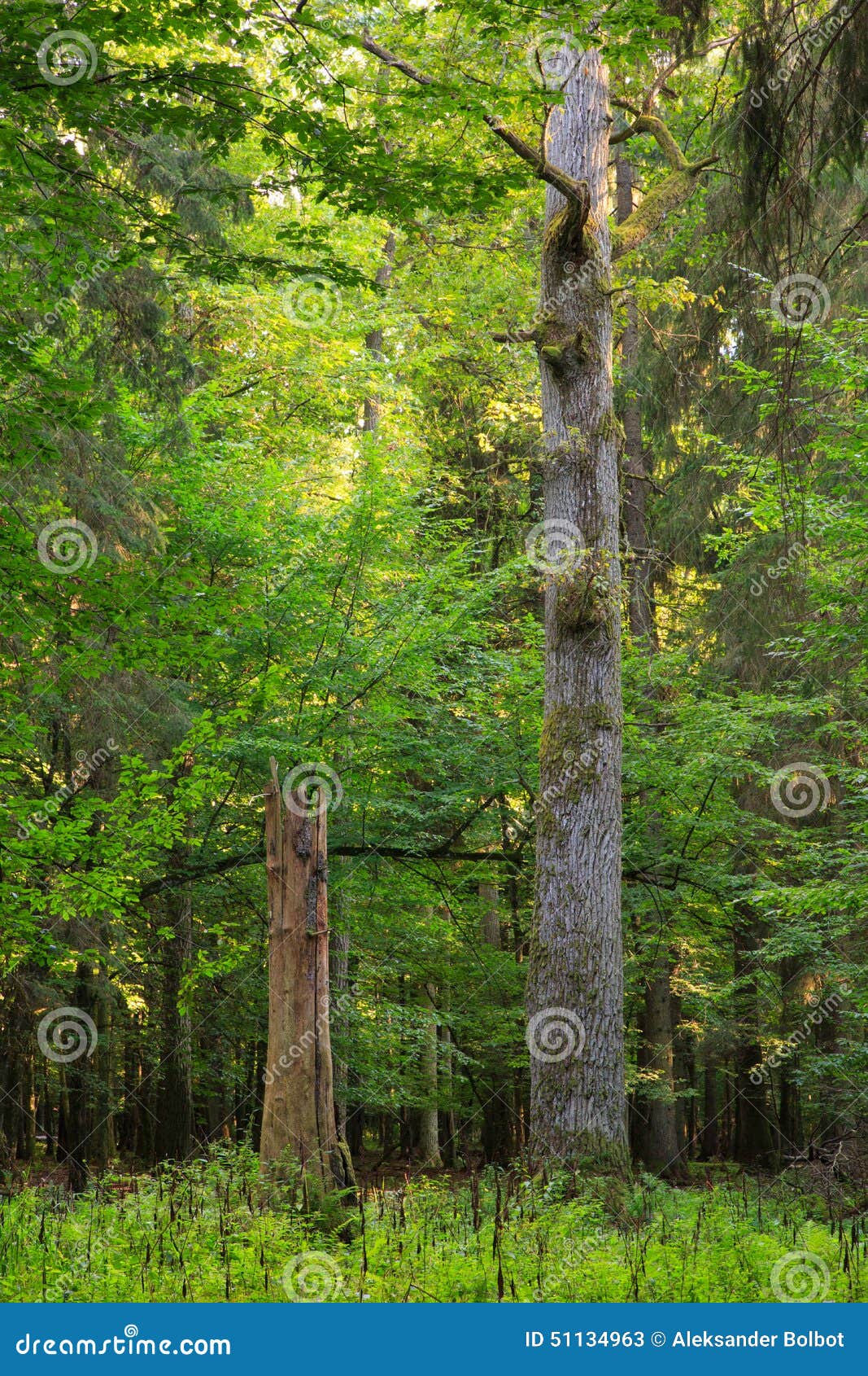 Old English Oak Tree in Summer Sunset Stock Image - Image of natural ...