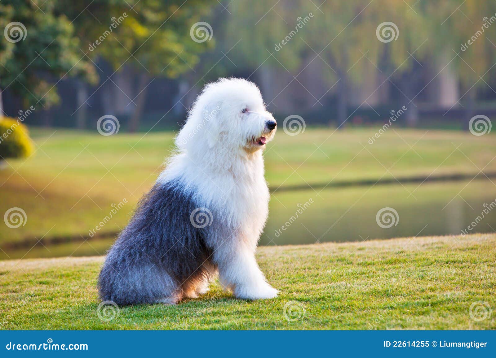 Old english sheepdog stock image. Image of gray, grassland - 22614255