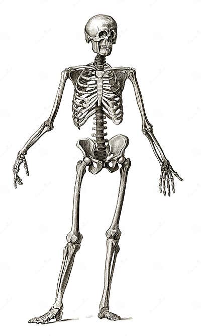 Old Engraving of Human Skeleton Stock Illustration - Illustration of ...