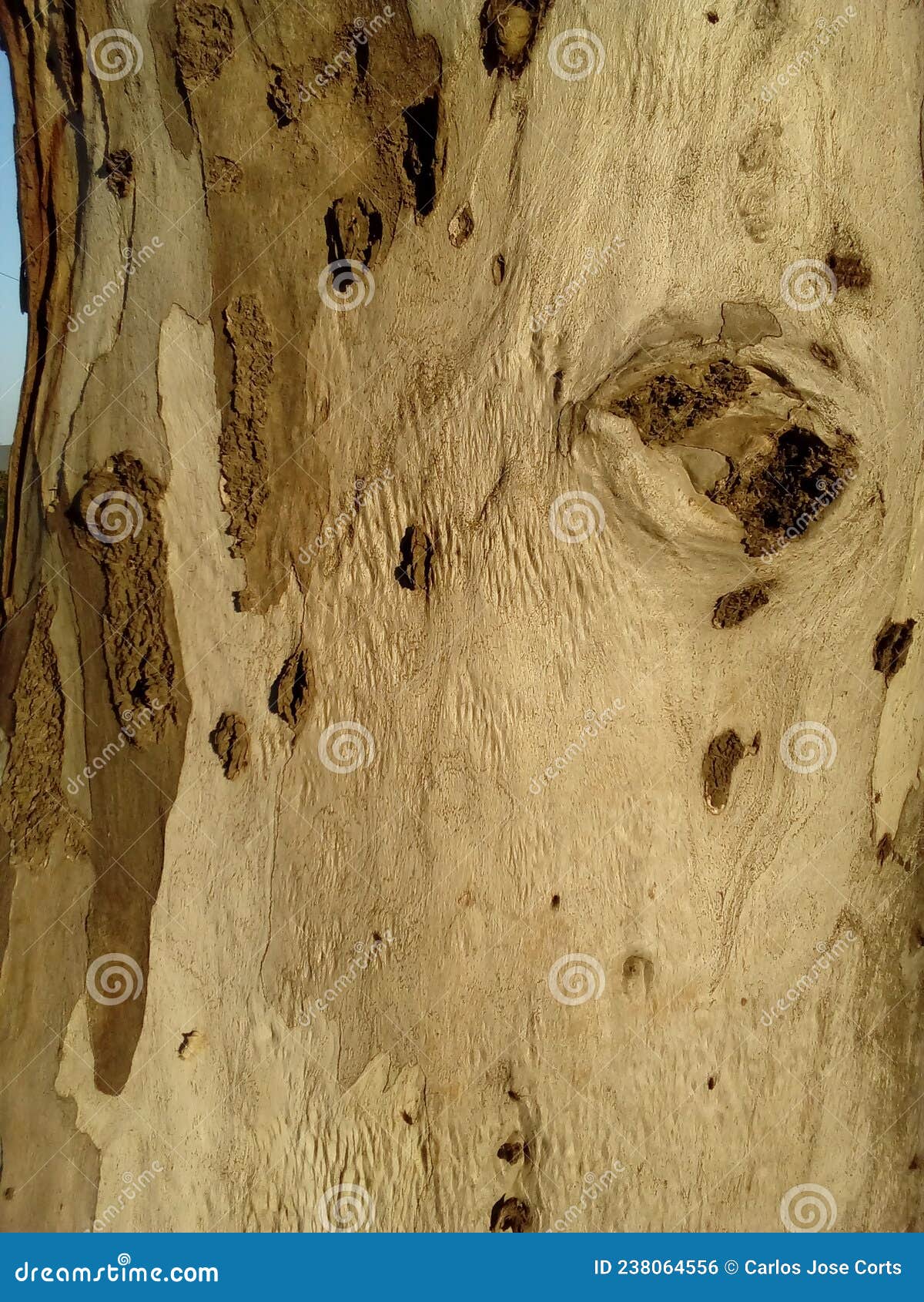 Old Eucalyptus Tree Bark with Knots and Textures Stock Photo - Image of ...