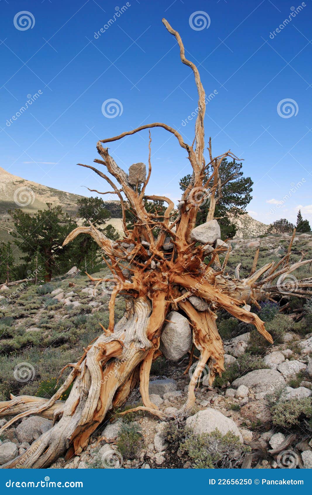 Exposed Roots Of Tropical Tree. Long Roots Of Pandanus Utilis And ...