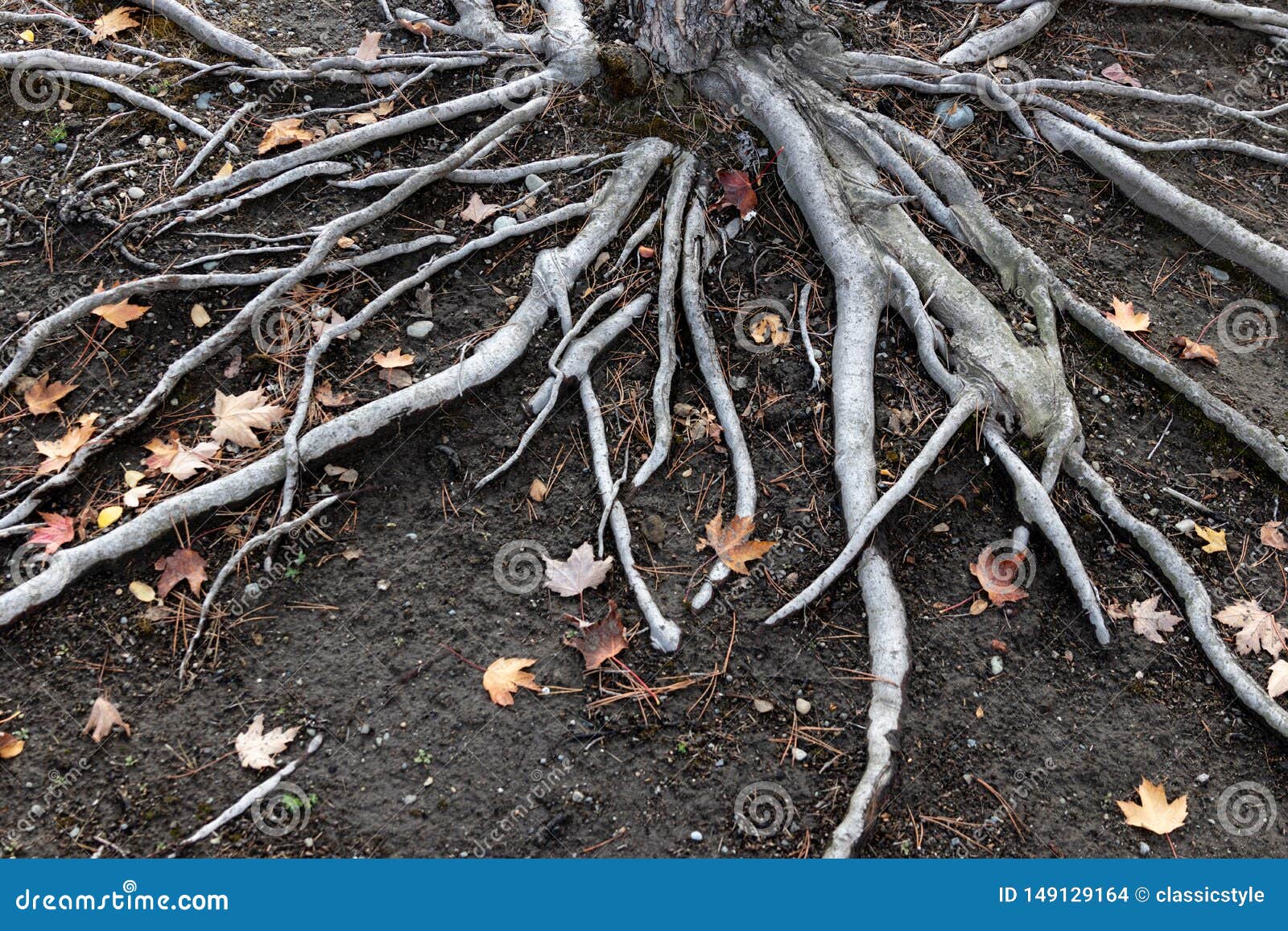 Old Exposed Tree Roots on Dirt Stock Photo - Image of ground, root ...