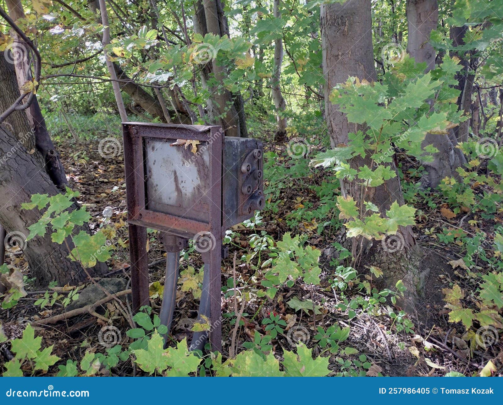 Old External Junction Box in the Forest Stock Image - Image of grass ...