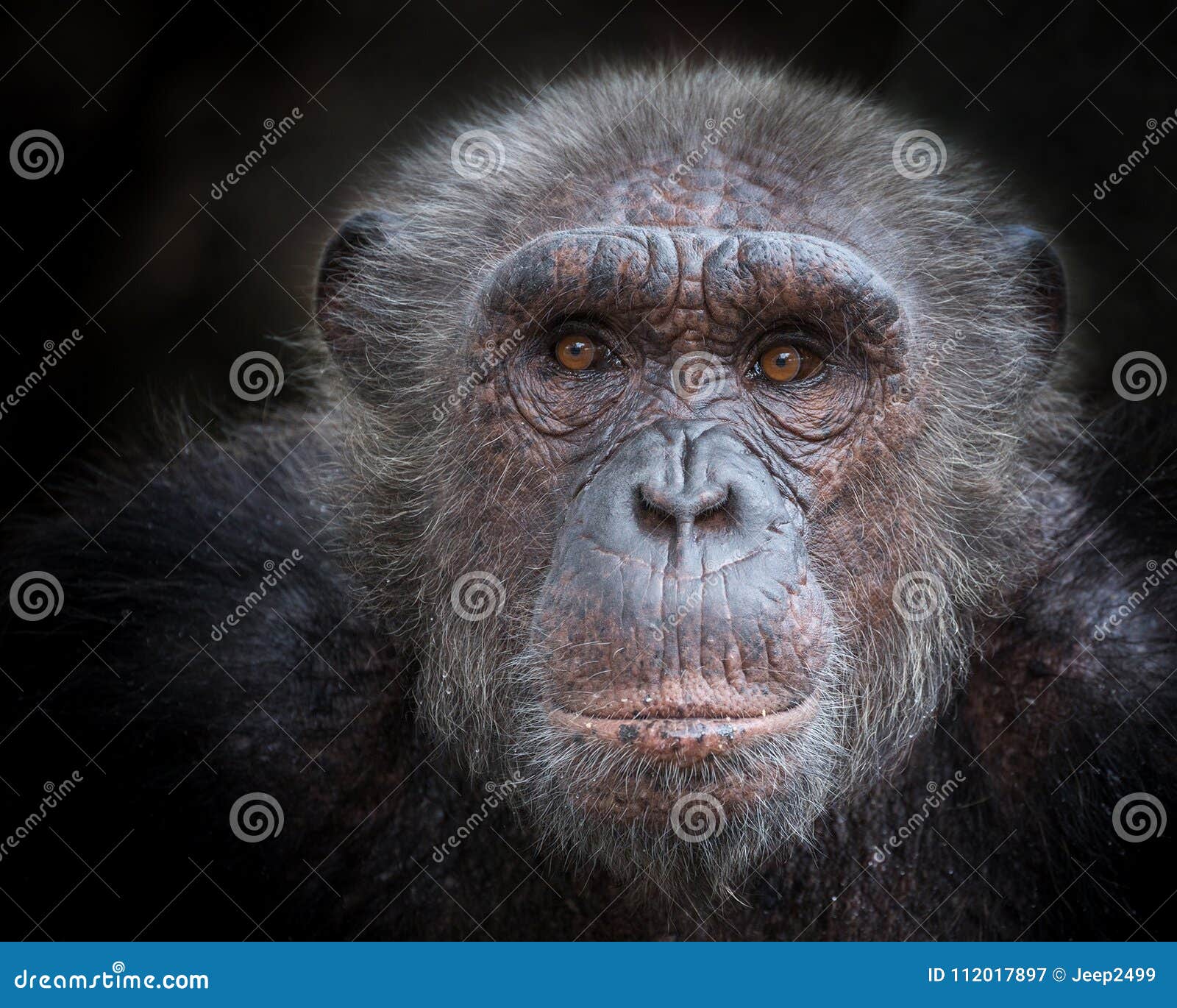 Chimpanzee Face Profile