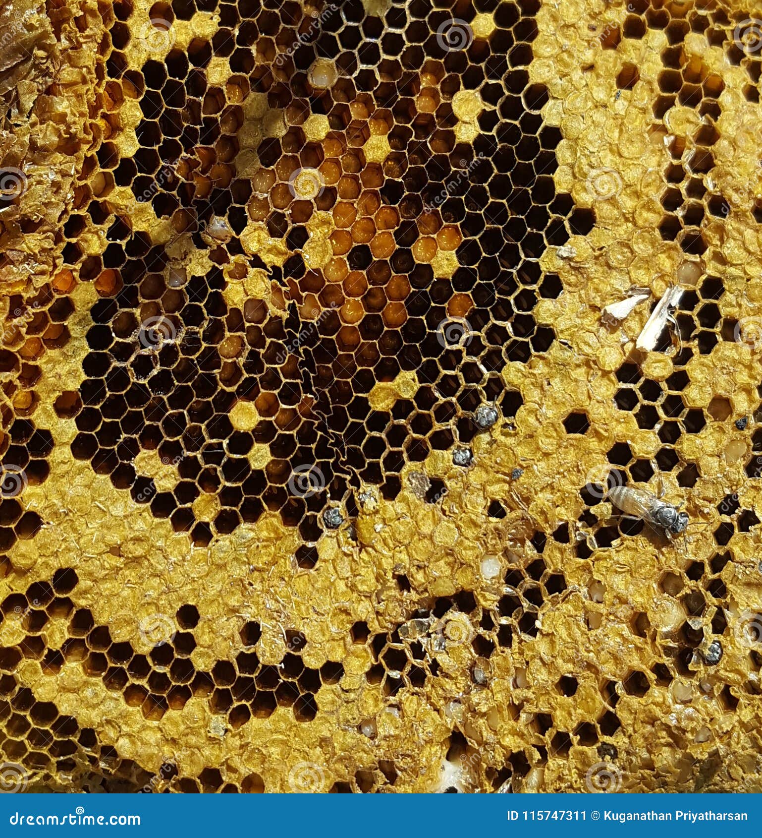 An old hive stock image. Image of honeybee, closeup - 115747311