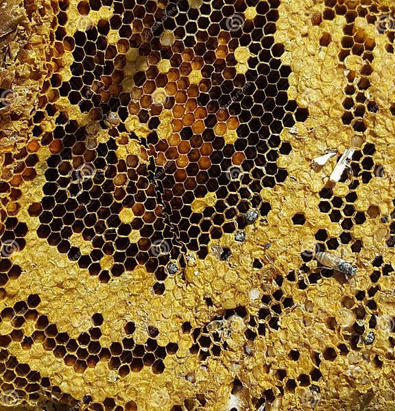 An old hive stock image. Image of honeybee, closeup - 115747311