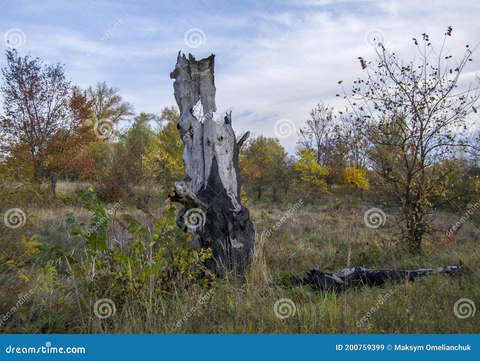Old fallen and burnt tree stock image. Image of countryside - 200759399