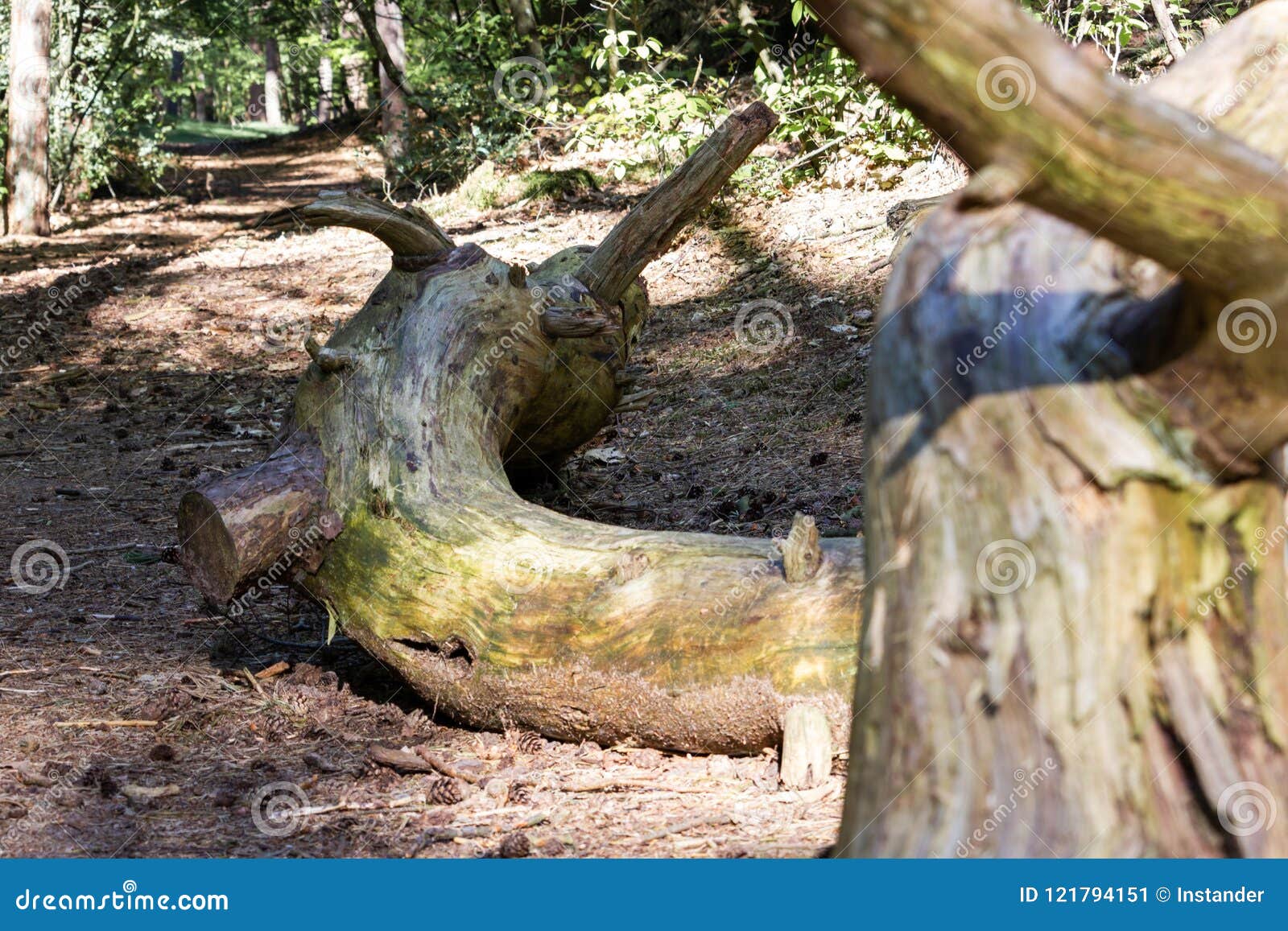 Old Fallen Curved and Skinned Tree Trunk on the Forest Floor Stock ...