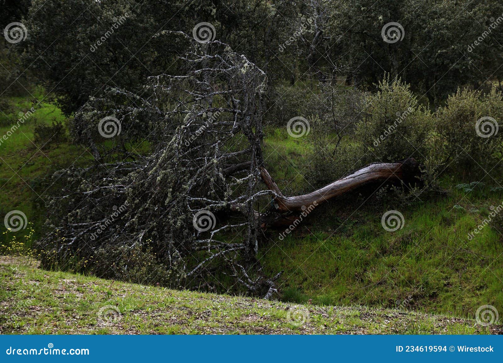 Old Fallen Damaged Tree in the Forest Stock Photo - Image of nature ...