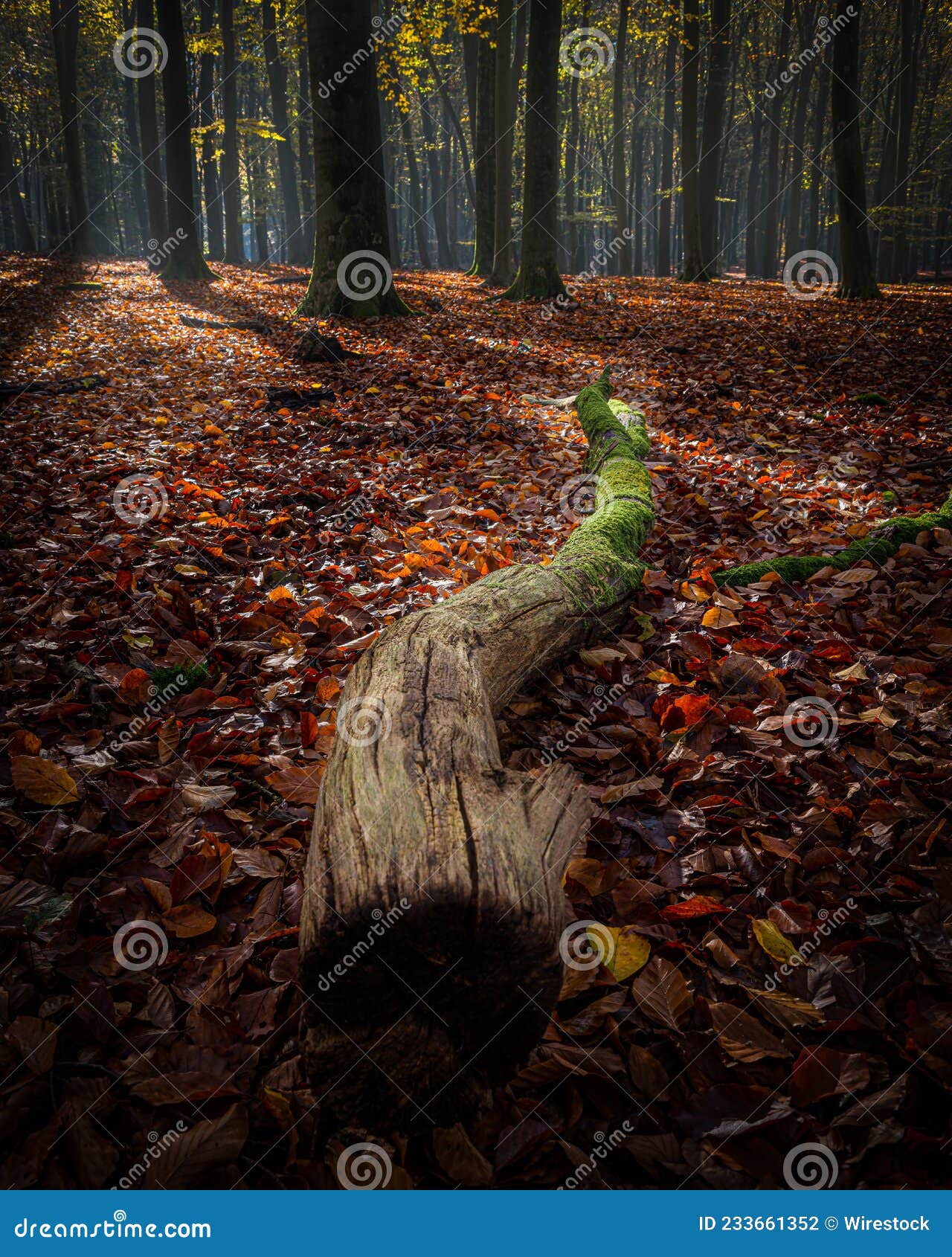 Old Fallen Log Partially Covered with Moss on the Forest Floor Stock ...