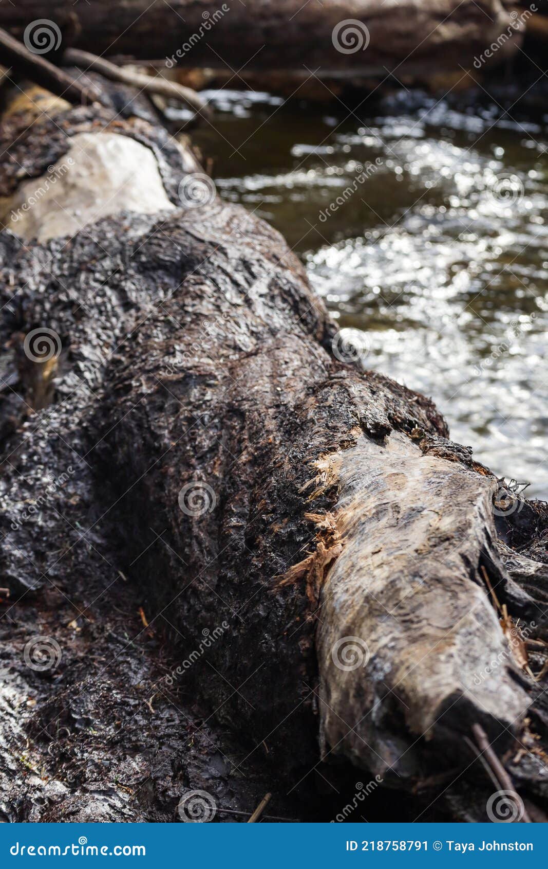 Detailed Old Fallen Log Across Small Forest Stream Stock Image - Image ...