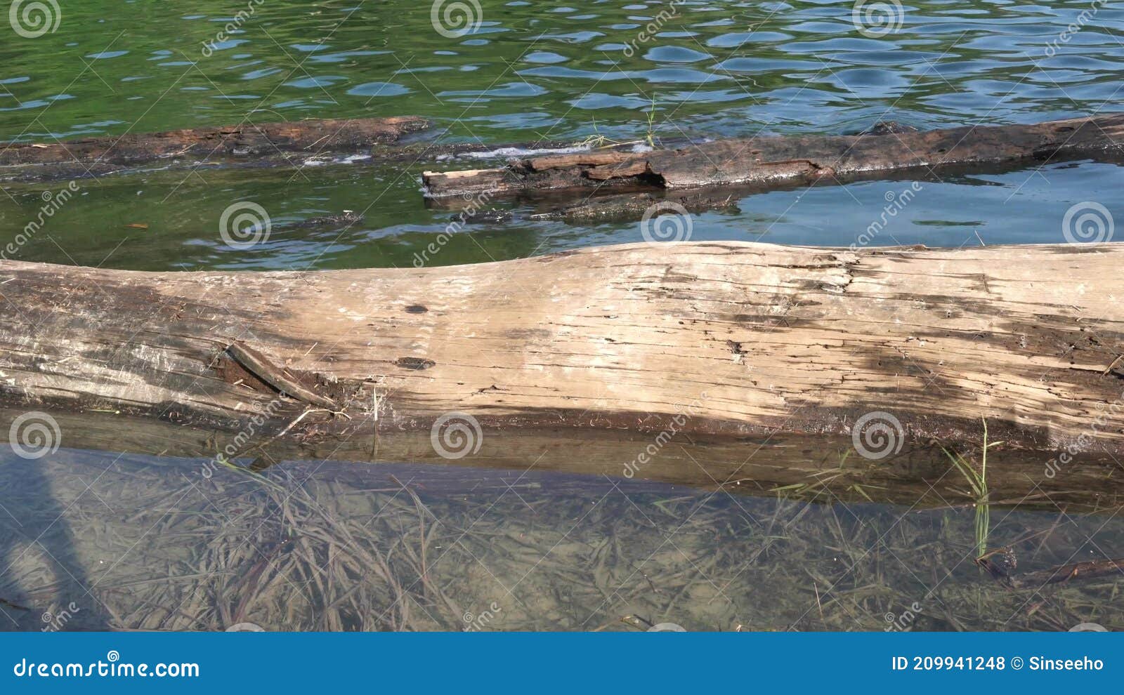 Old Fallen Logs Floating on the Lake. Stock Footage - Video of patterns ...