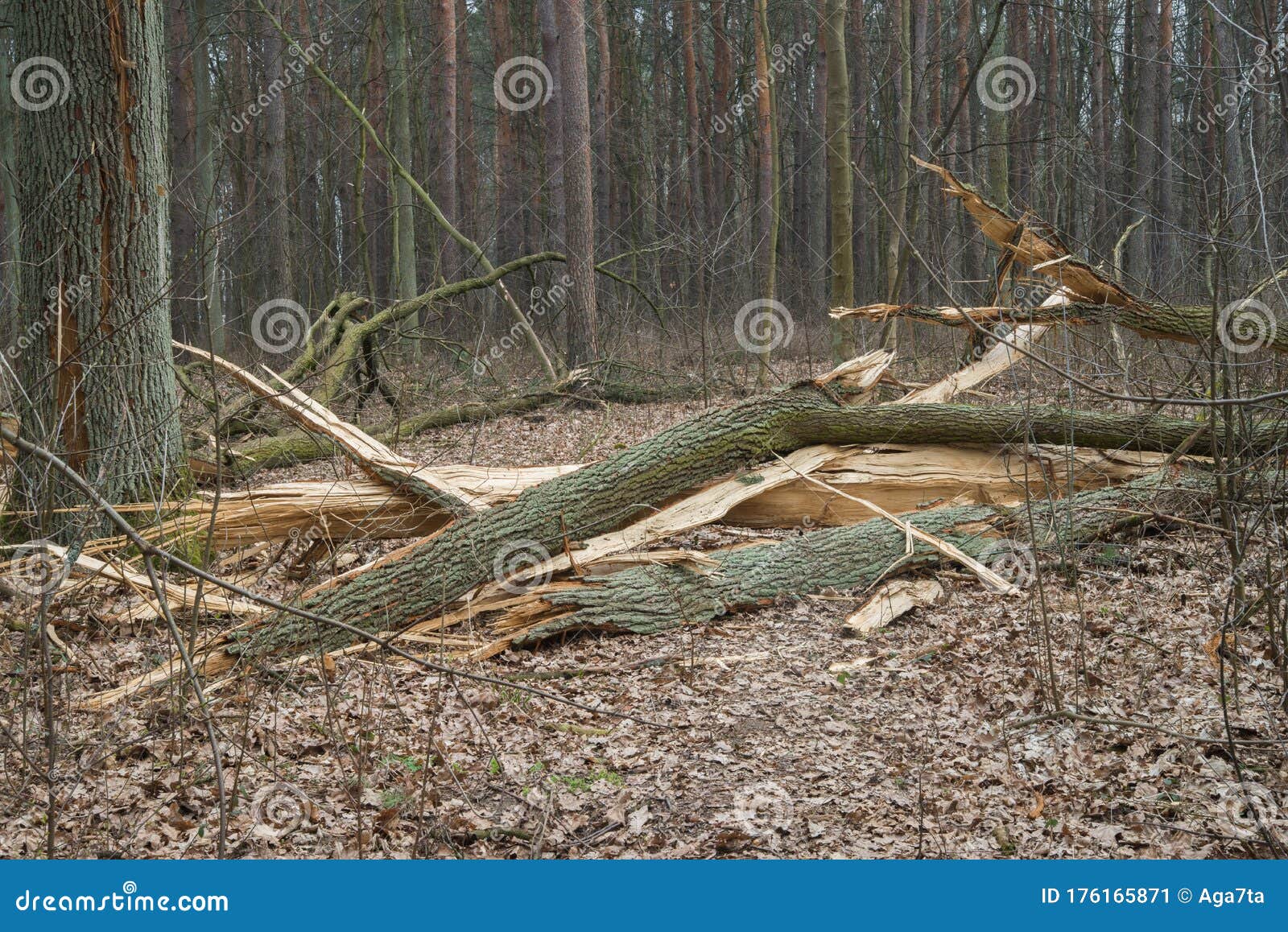 Old Fallen Oak Tree in Forest Stock Image - Image of damaged, broken ...