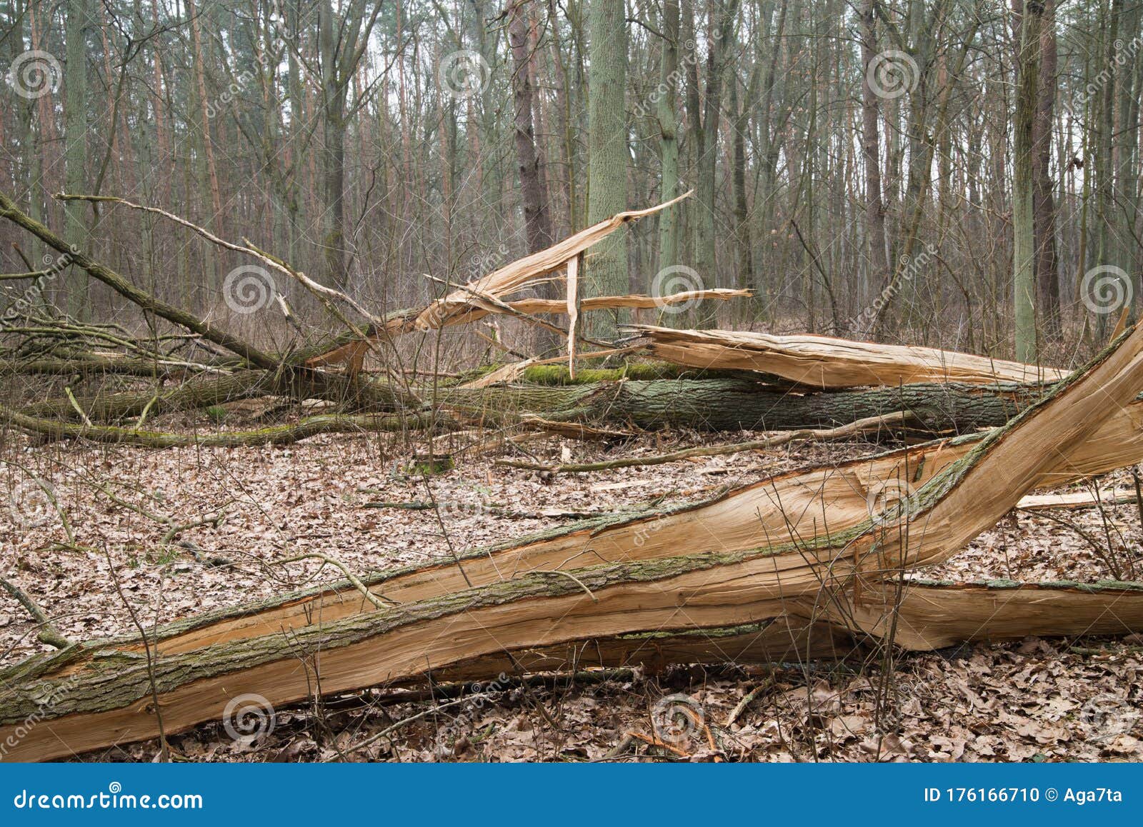 Old Fallen Oak Tree in Forest Stock Photo - Image of dead, outside ...