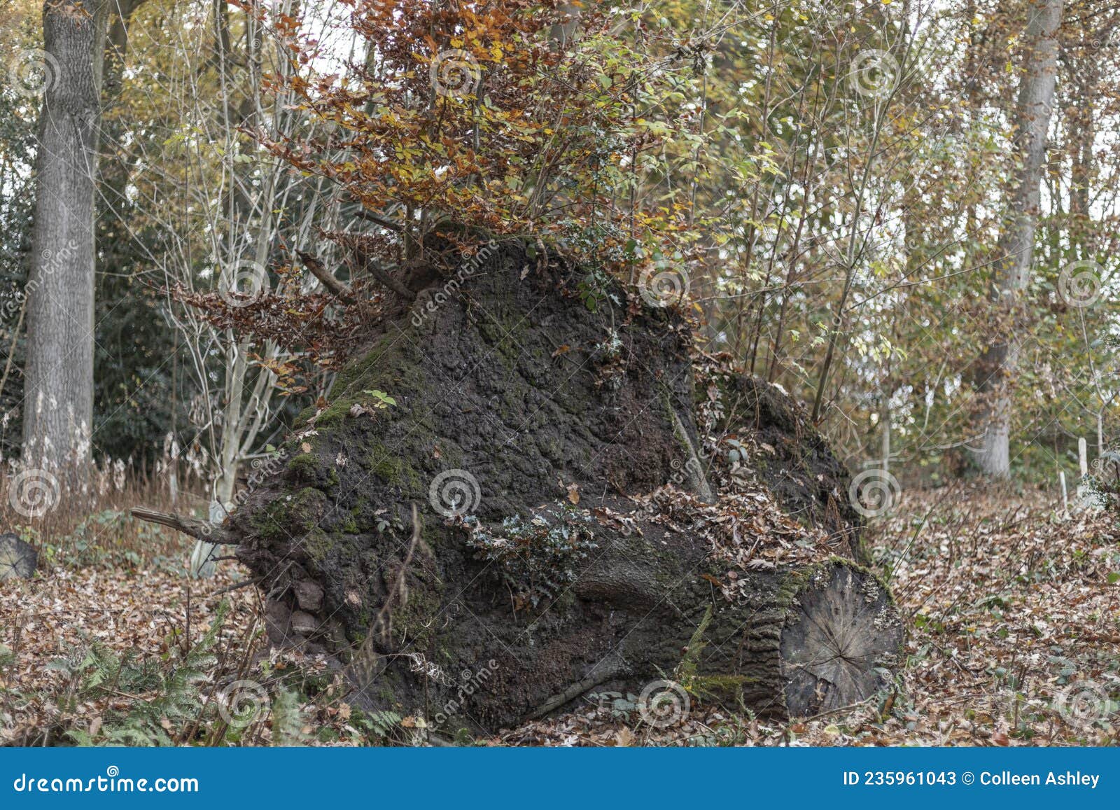 Old Fallen Over Tree Stump Lying in the Woods Stock Image - Image of ...