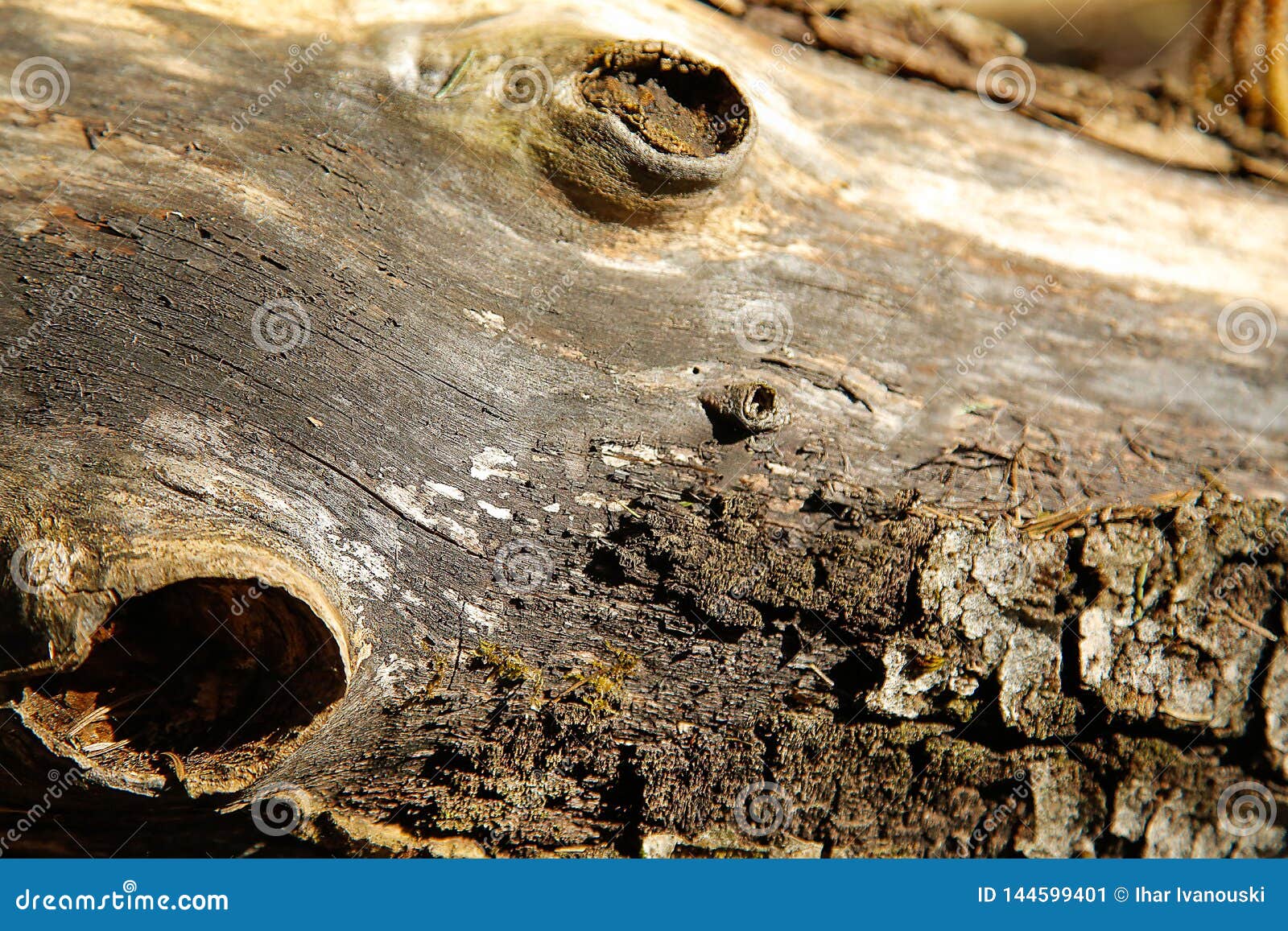 An Old Rotten Tree C Torn Textured Stock Image - Image of peel, crude ...