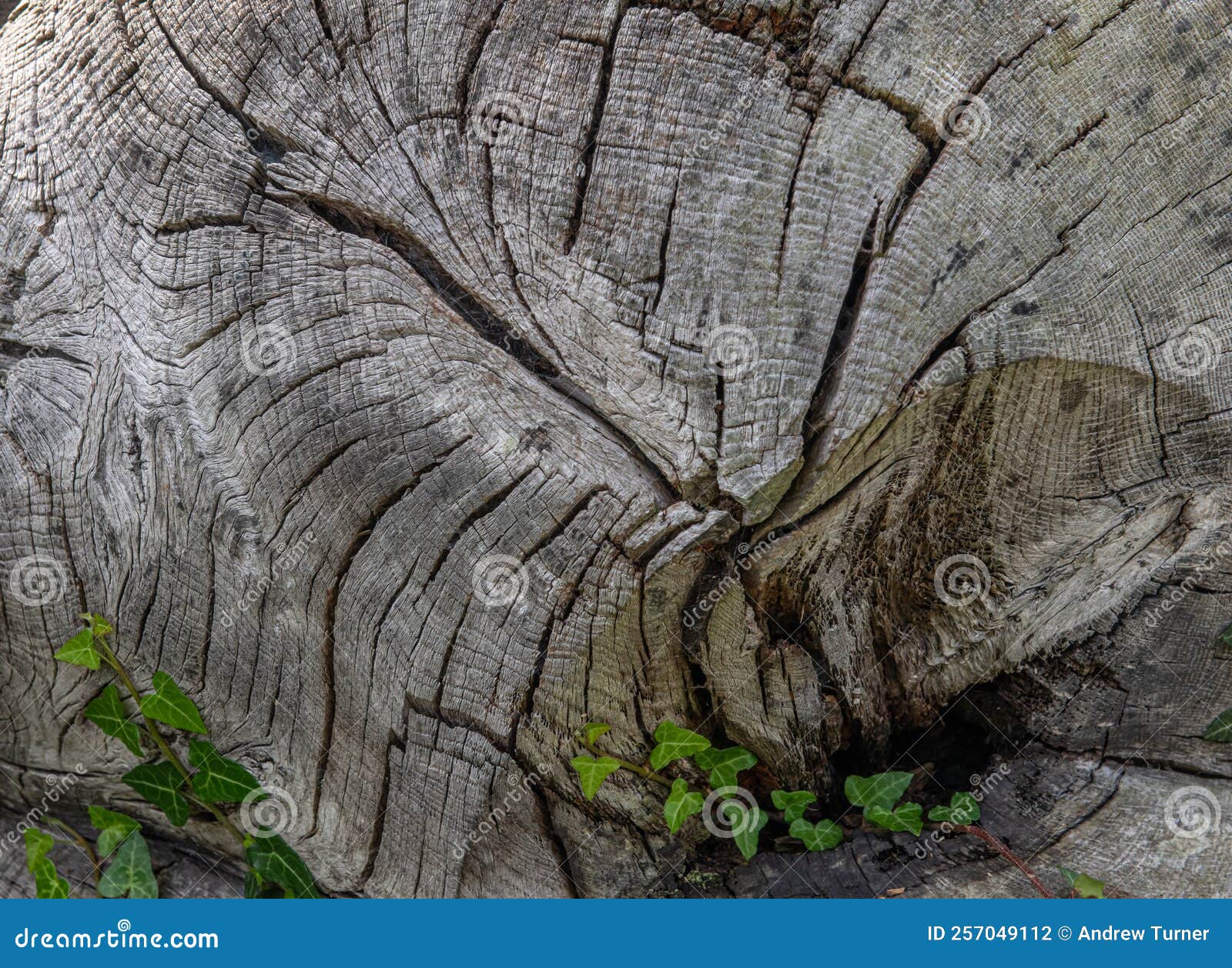 Old Fallen and Rotting Tree . Stock Photo - Image of texture, branches ...