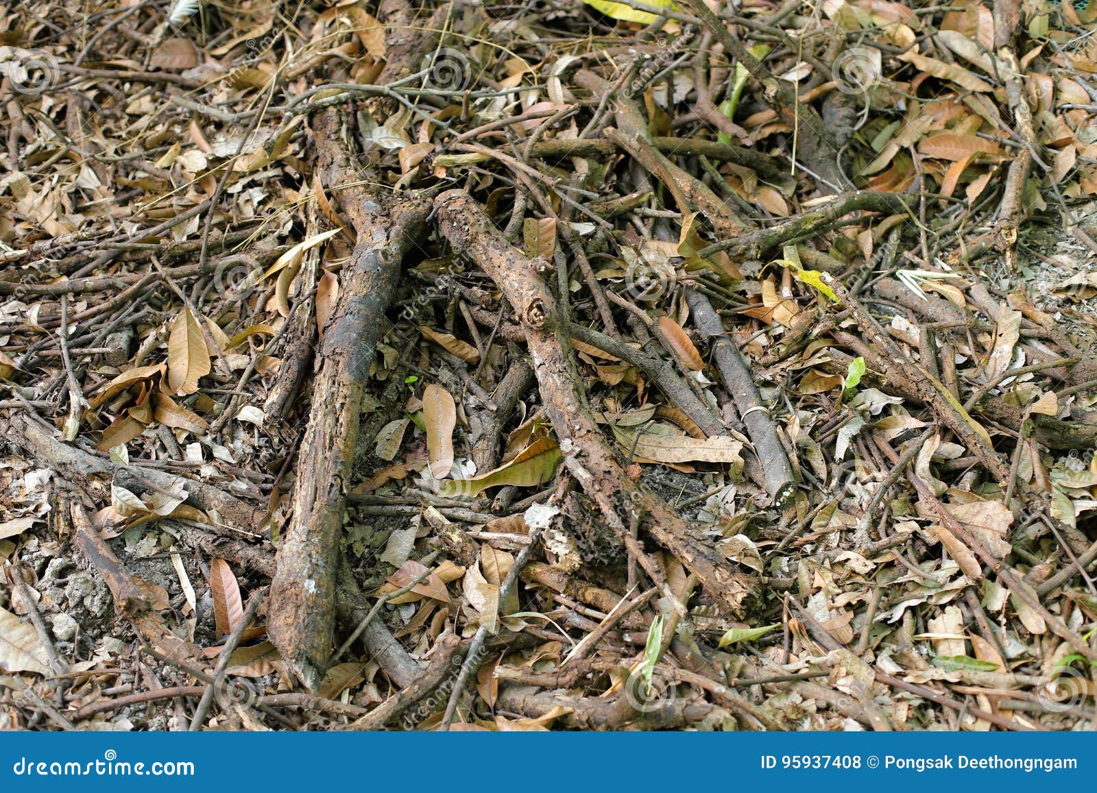 Old fallen rotting tree stock photo. Image of knotted - 95937408