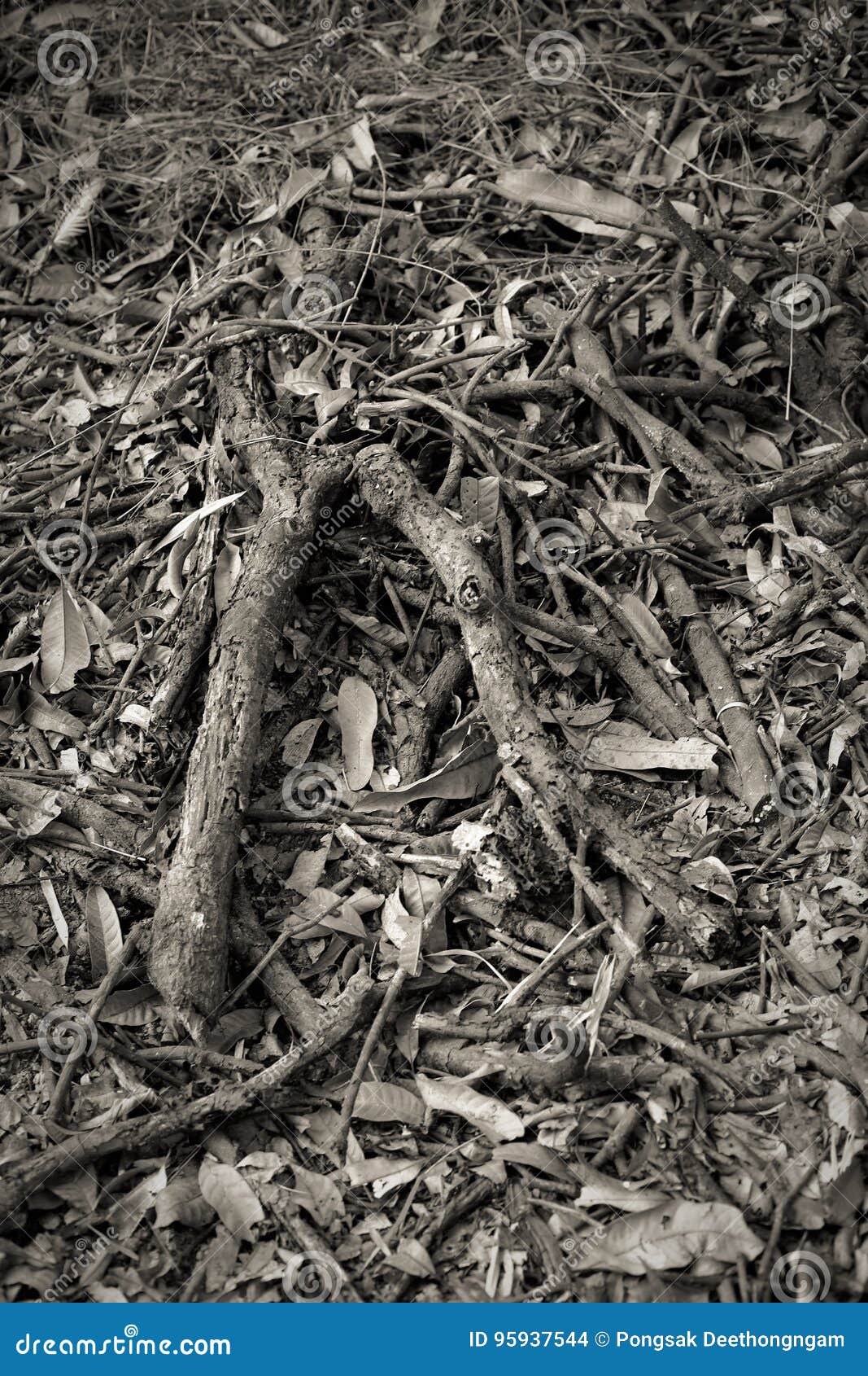 Old fallen rotting tree stock photo. Image of pattern - 95937544