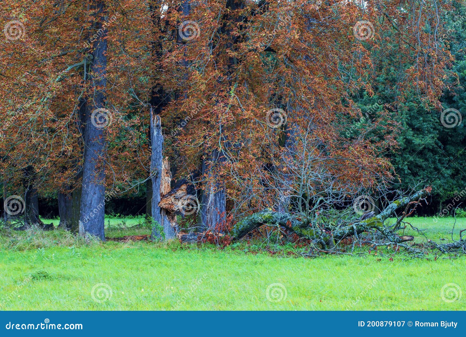 Soliter Trees Stock Photos - Free & Royalty-Free Stock Photos from ...