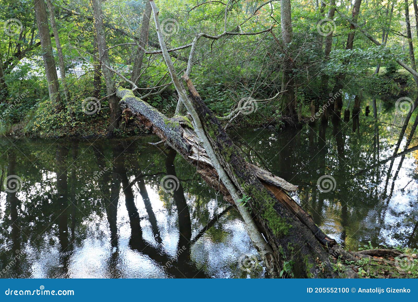 An Old Fallen Tree Across a Small Quiet Stream in the Forest Stock ...