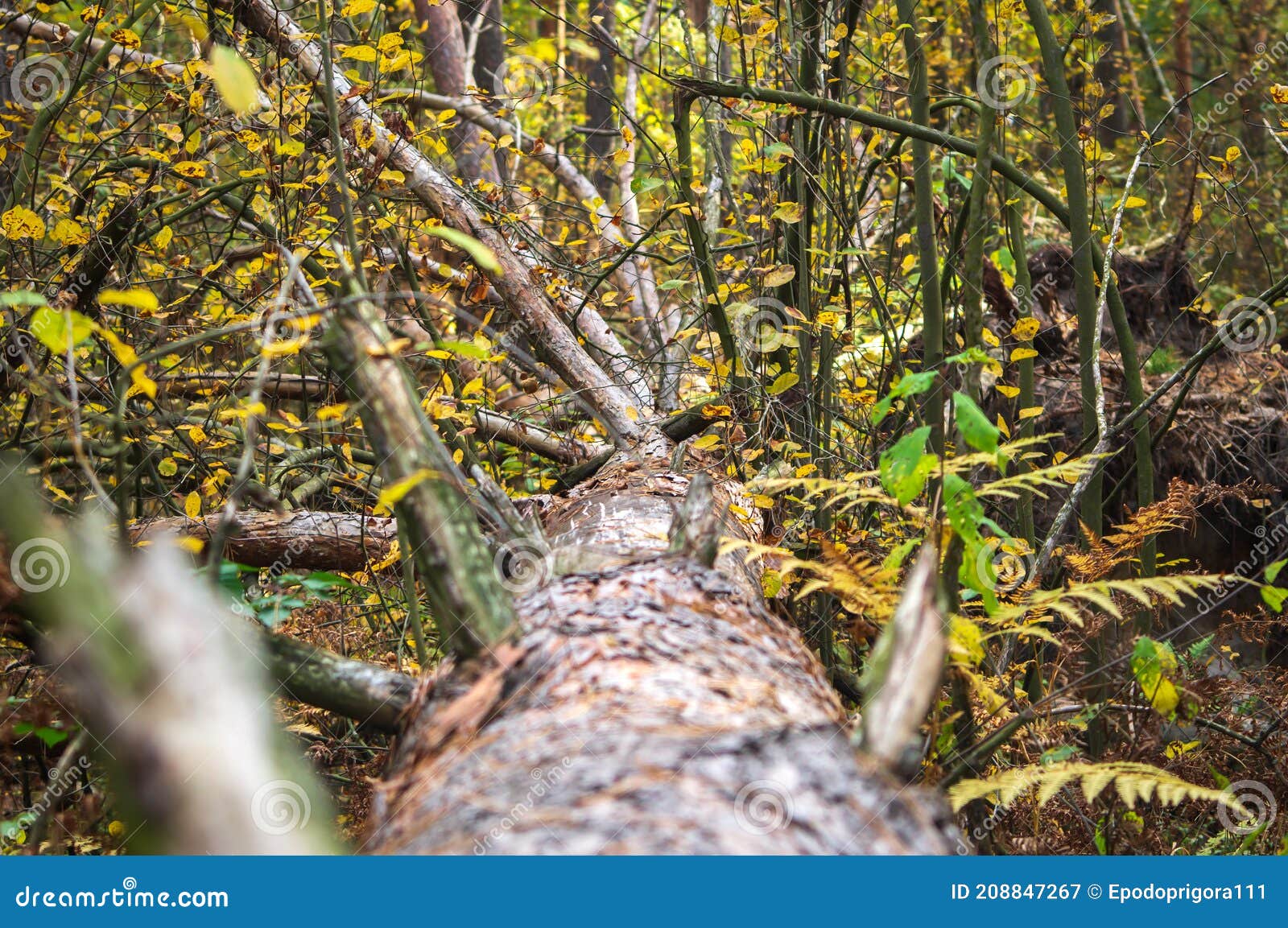 Old Fallen Tree in the Autumn Forest, Close-up. Deadwood Stock Image ...