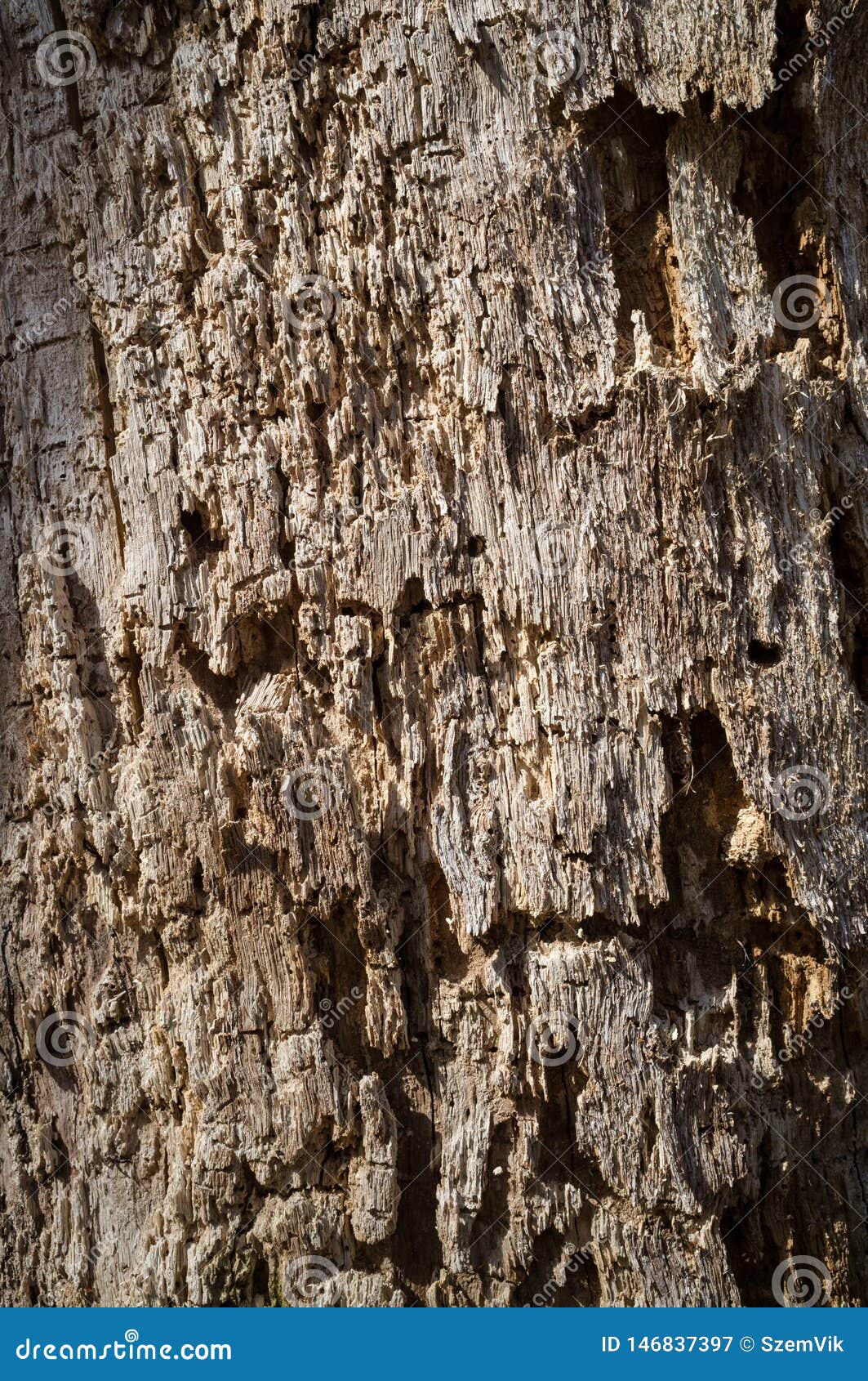 Old Fallen Tree Bark or Rhytidome Texture Detail Stock Image - Image of ...