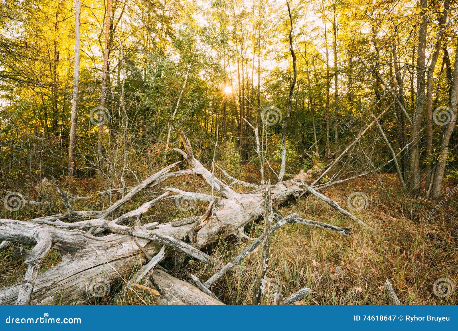 Old Fallen Tree in Beautiful Wild Autumn Forest Stock Image - Image of ...