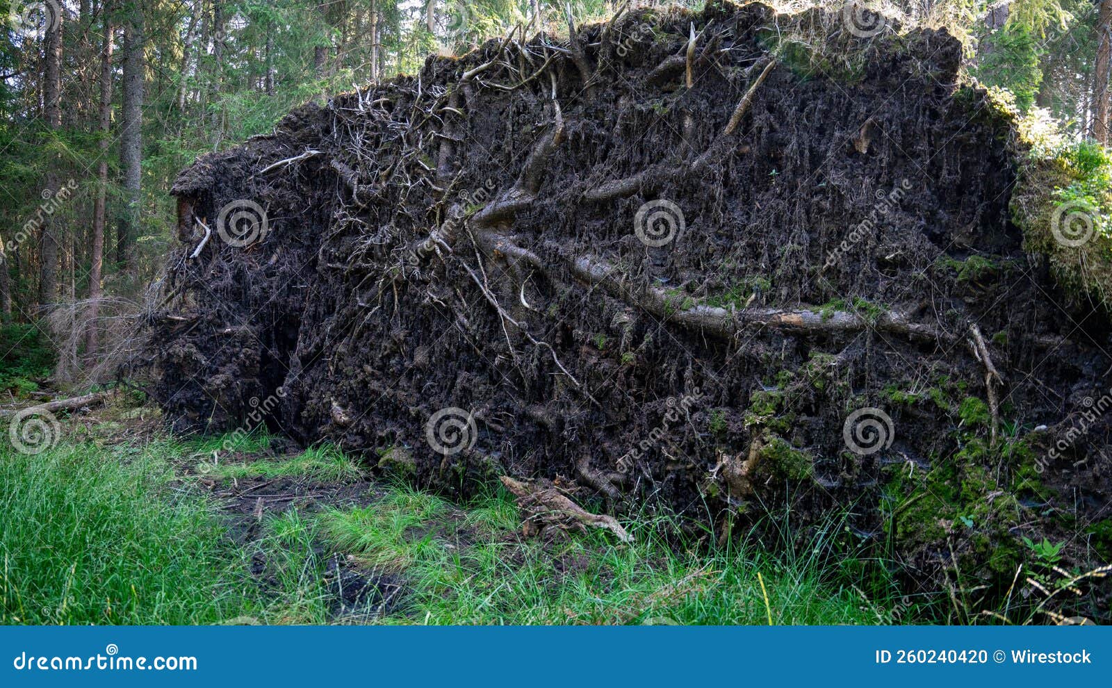 Old Fallen Tree in Black Forest, Germany. Stock Photo - Image of tree ...