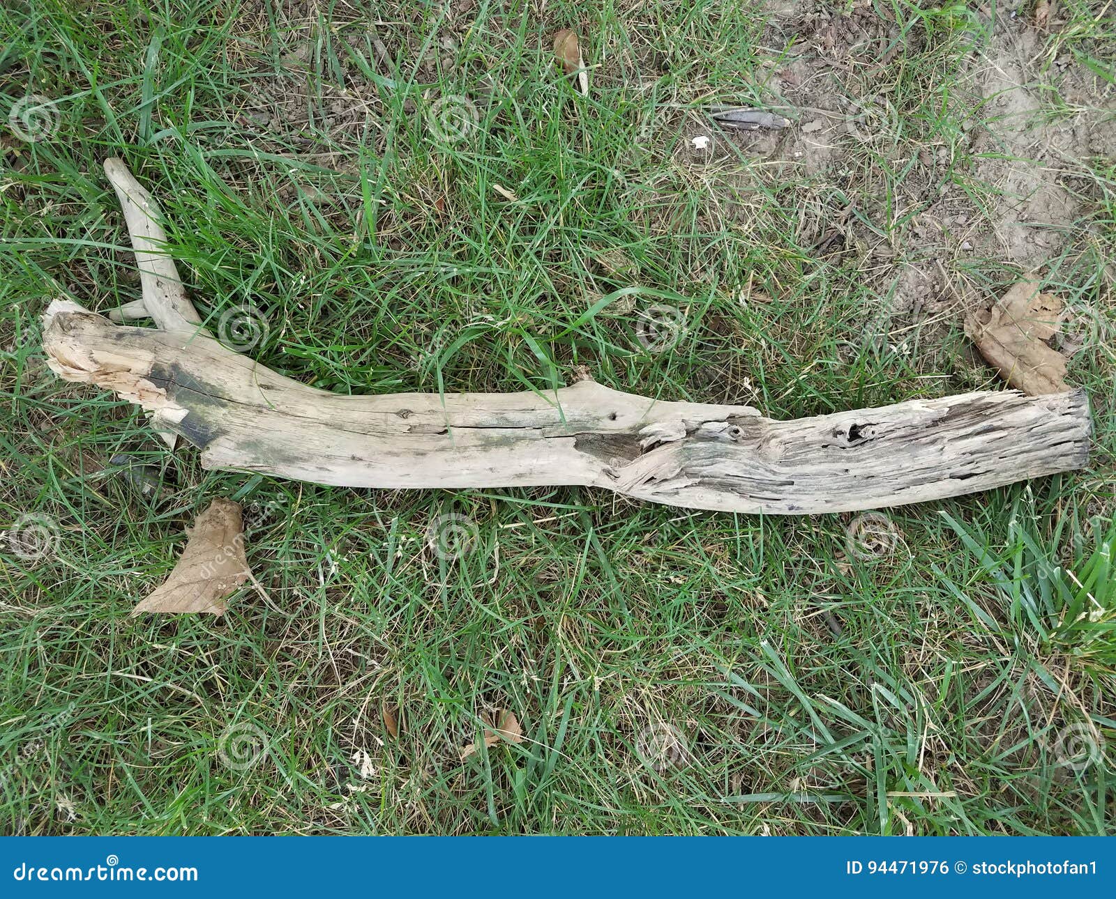 Old Fallen Tree Branch Laying in the Grass Stock Photo - Image of ...