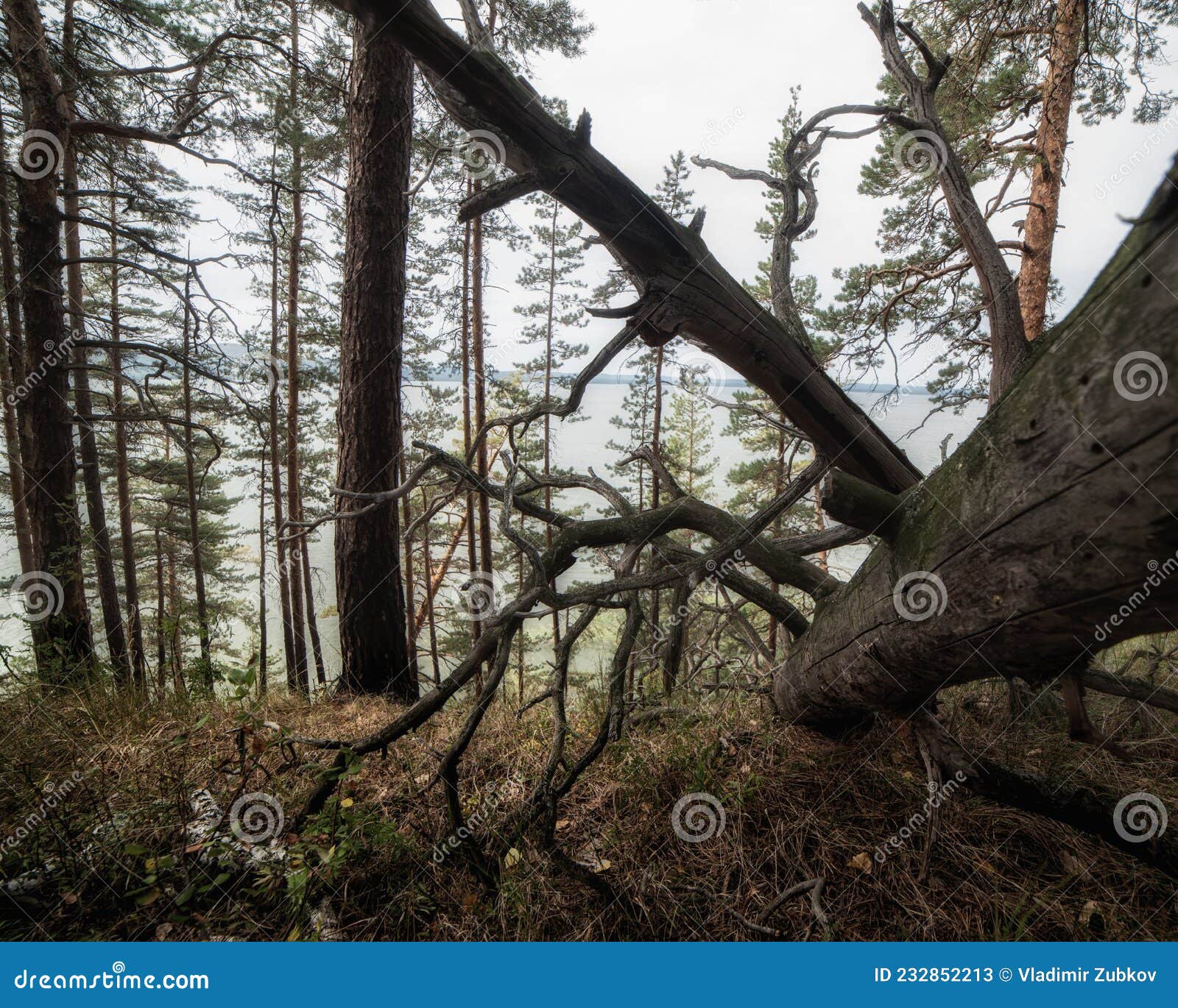 Old fallen tree close-up stock image. Image of green - 232852213