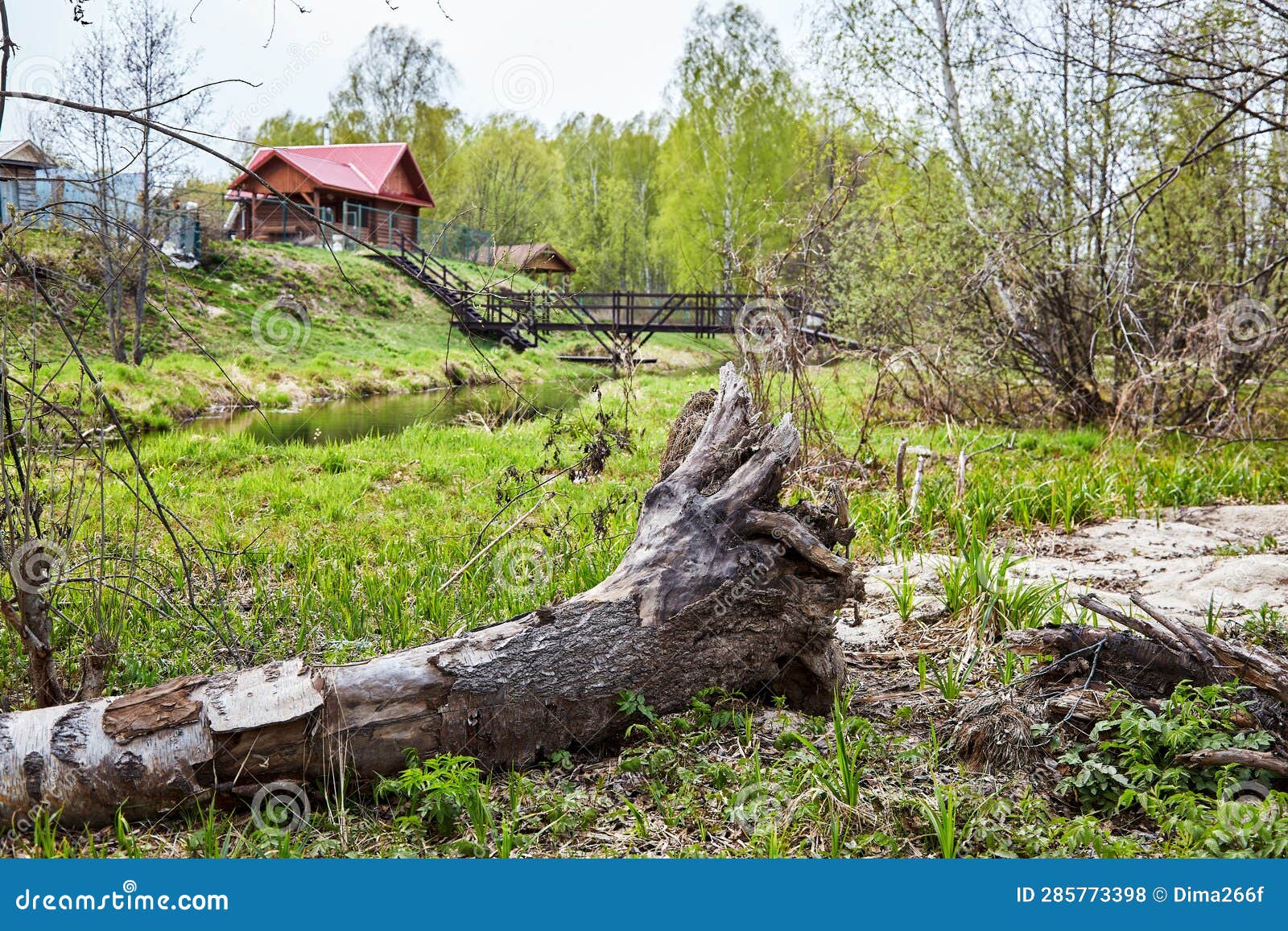 Old Fallen Tree with Crooked Branches Stock Photo - Image of earth ...