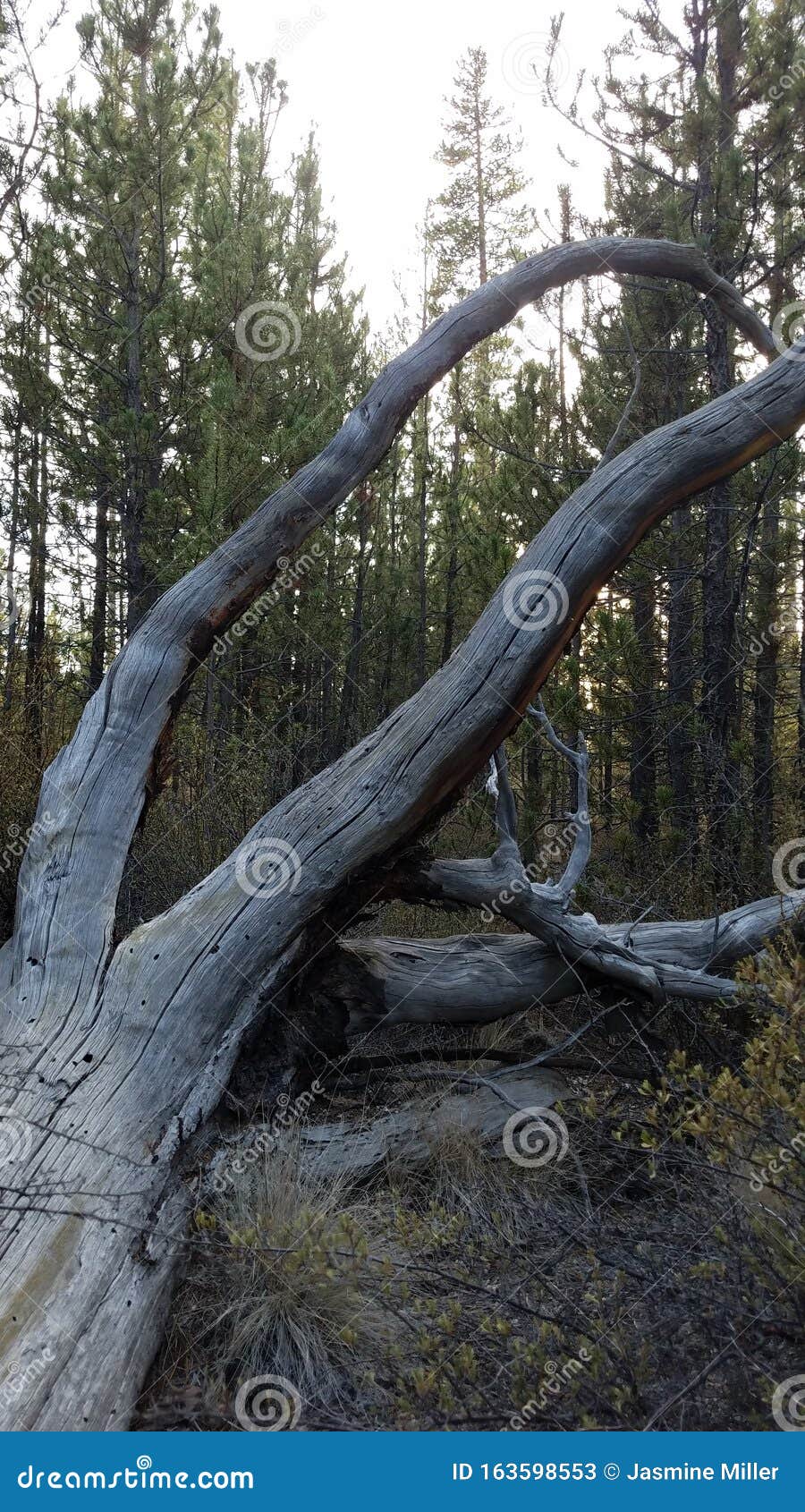 Old Fallen Tree in the Dark Woods Stock Image - Image of dark, woods ...