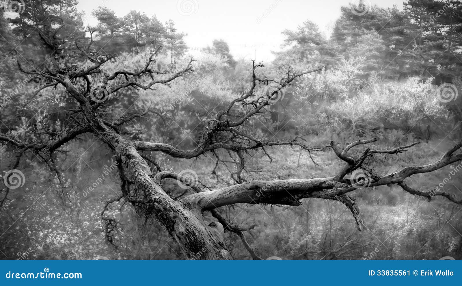 Old fallen tree stock image. Image of autumn, rotten - 33835561