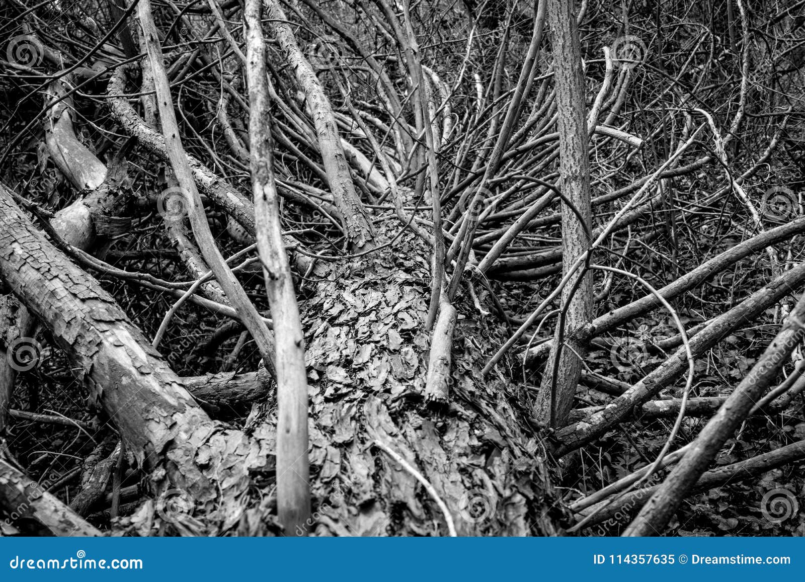 Old Fallen Tree in the Forest. Black and White Photography Stock Image ...