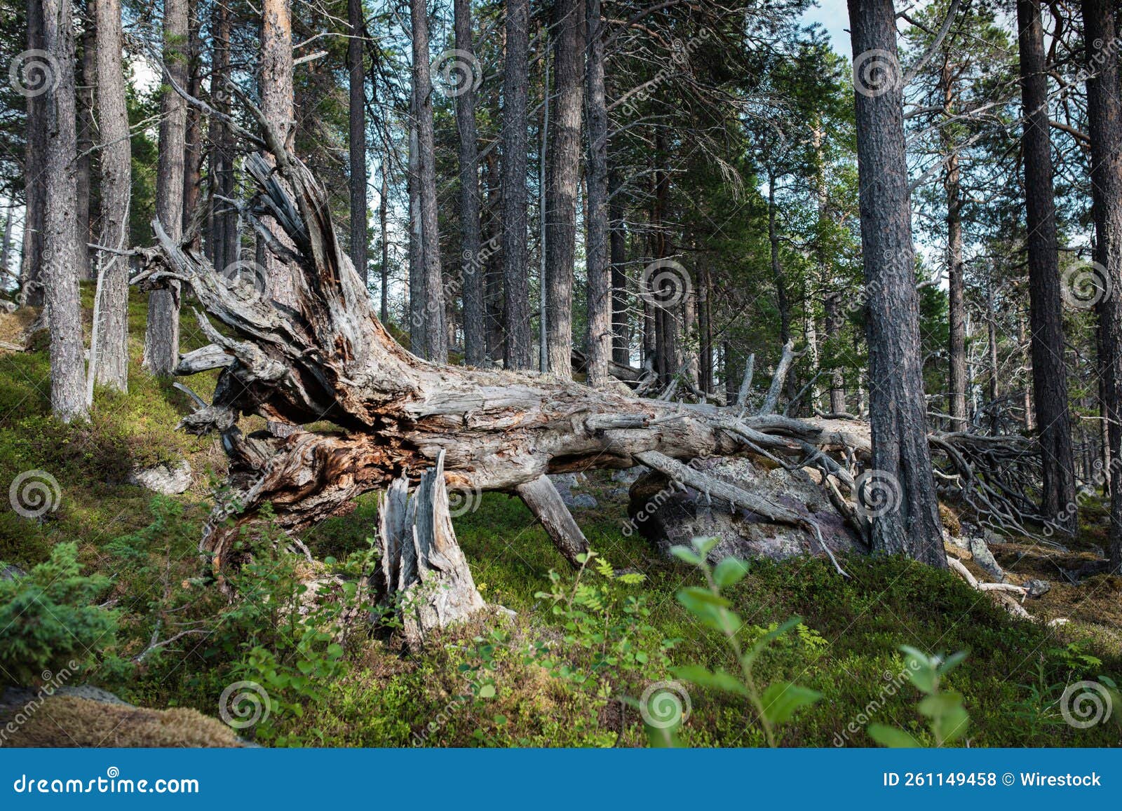 Old Fallen Tree in a Forest in Scandinavia Stock Photo - Image of hill ...