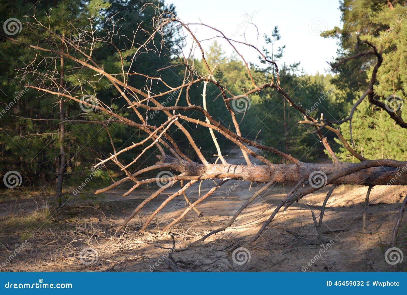 Old Fallen Tree Lying in the Woods Stock Photo - Image of land ...
