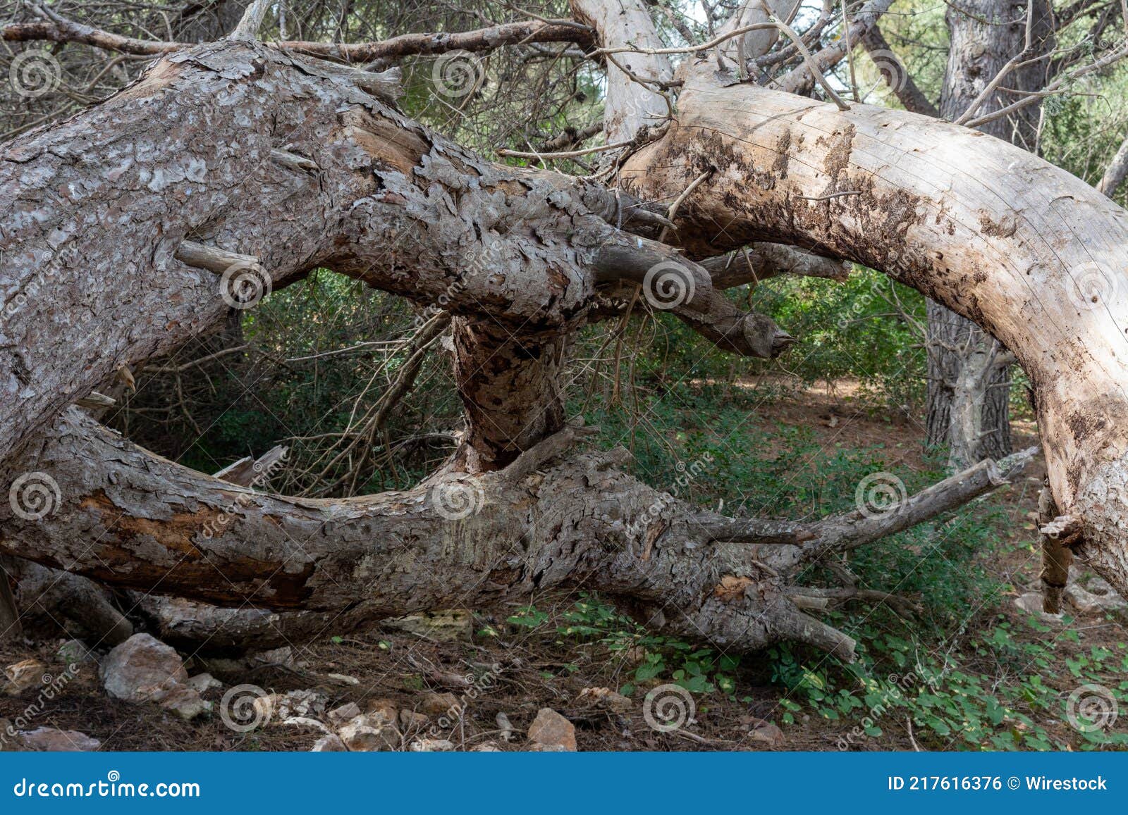 Old Fallen Tree in the Middle of the Forest Stock Photo - Image of ...