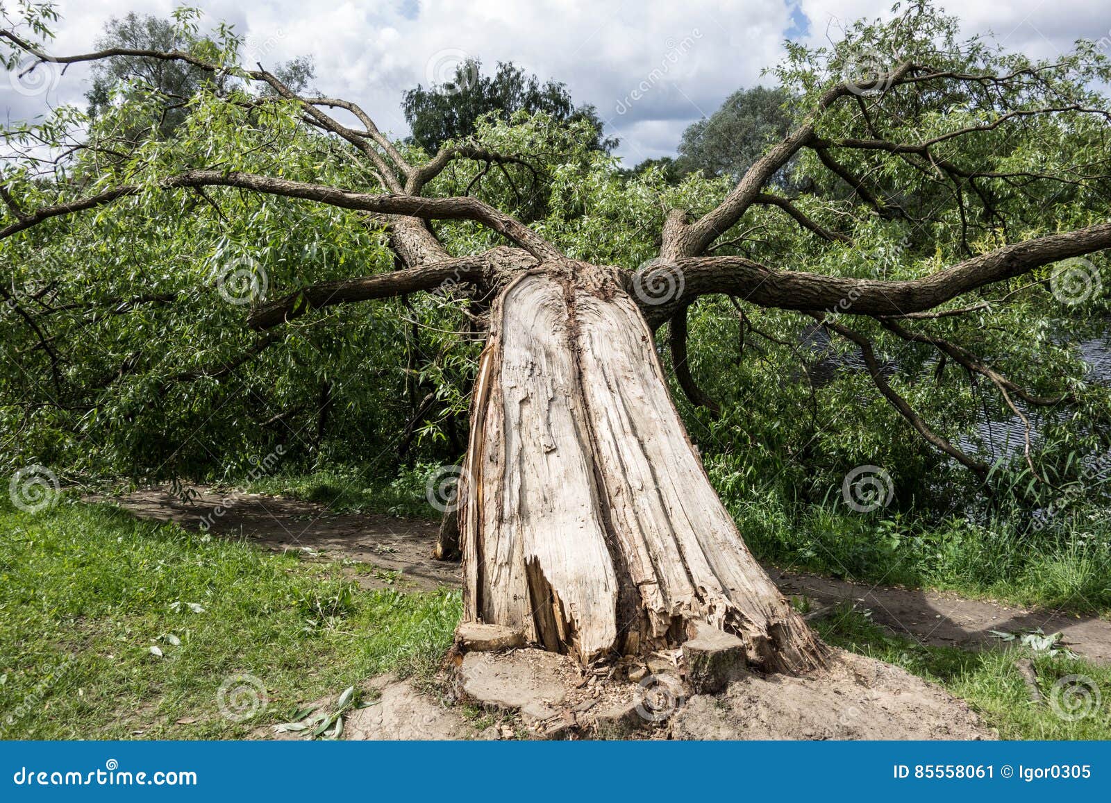 Old fallen tree stock image. Image of grove, fallen, green - 85558061
