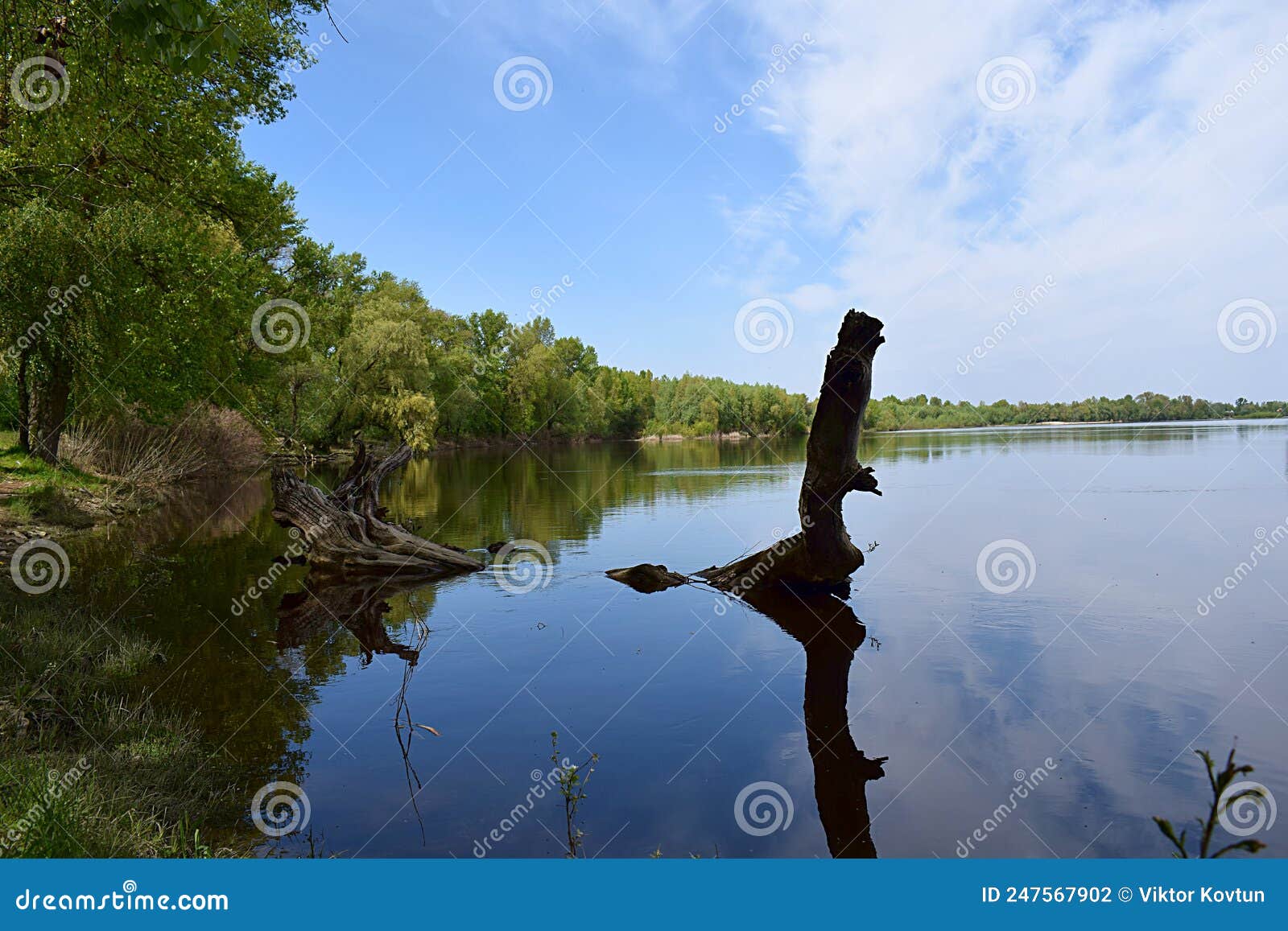 Old Fallen Tree in the River Stock Photo - Image of colorful, mirror ...