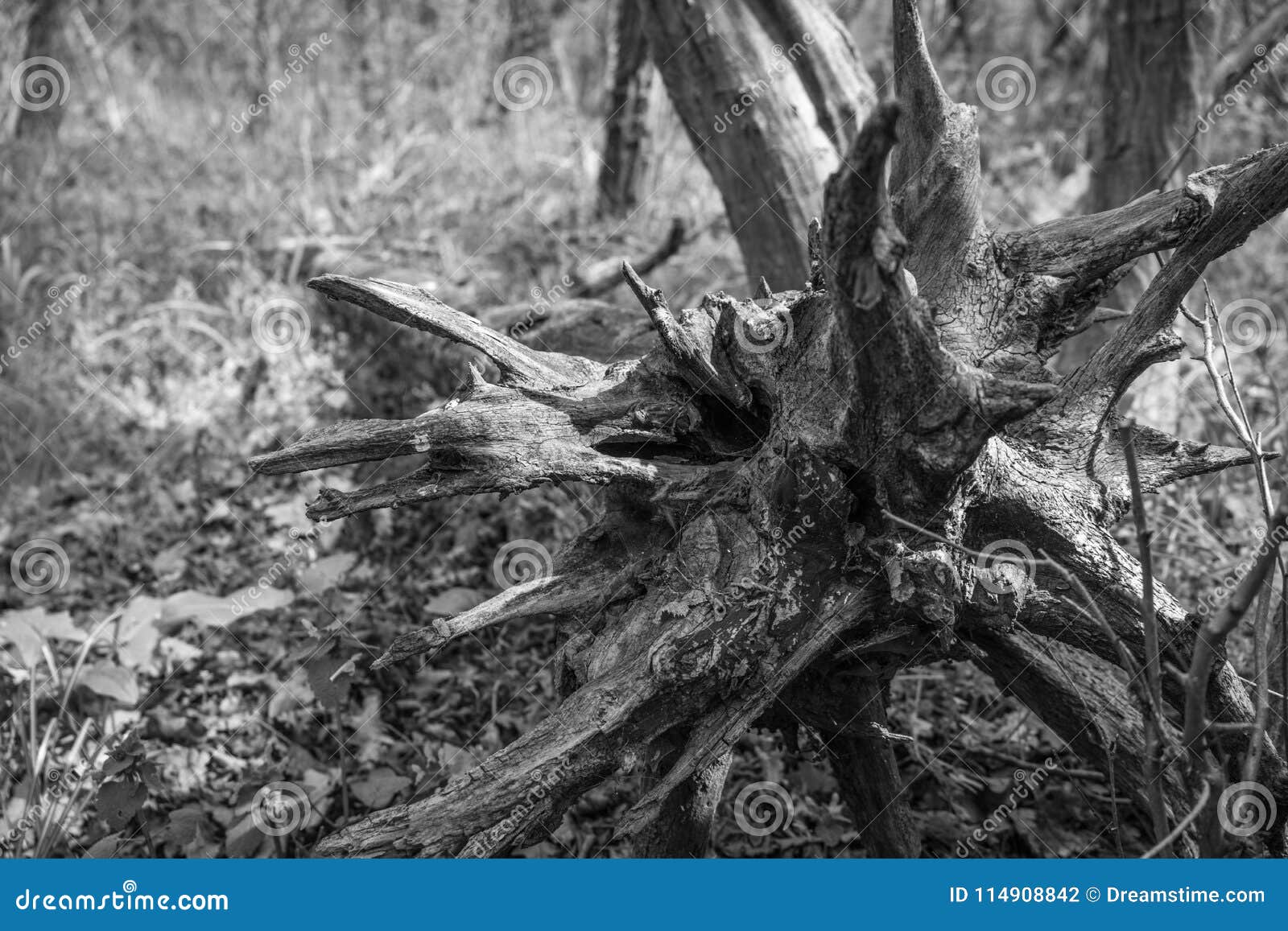 Old Fallen Tree Roots in Forest Black and White Stock Photo - Image of ...
