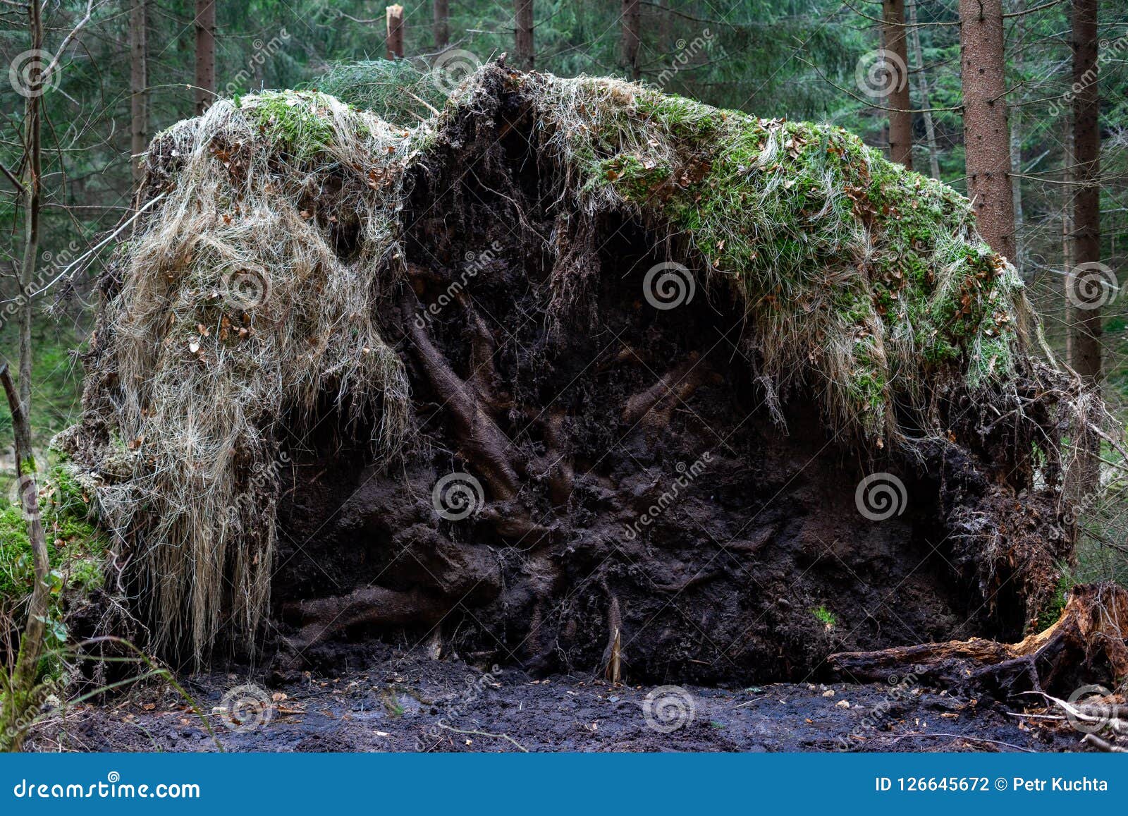 Old Fallen Tree with Root and Moss Stock Photo - Image of huge, element ...