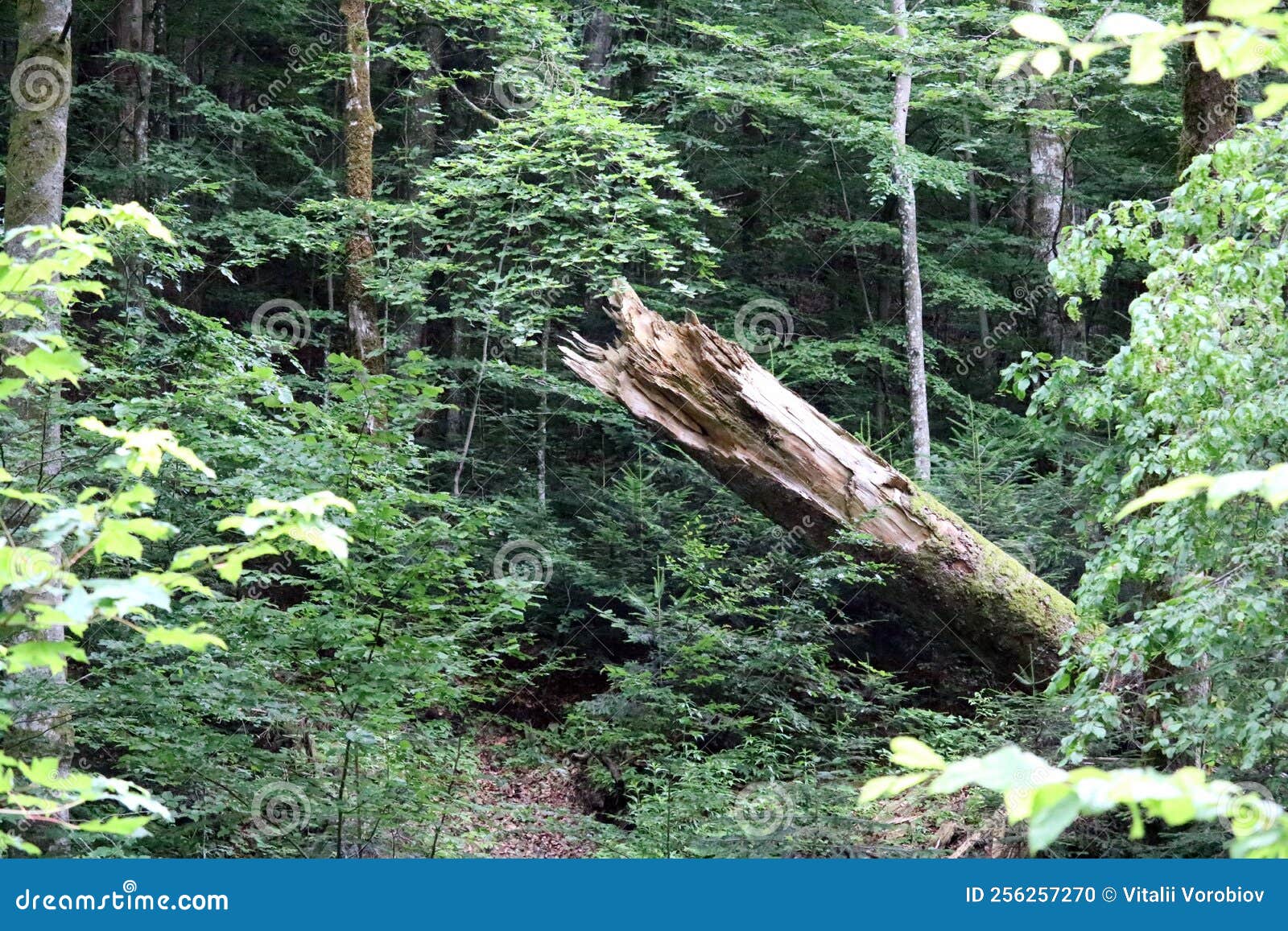 Old Fallen Tree in Summer or Autumn Forest Stock Photo - Image of ...
