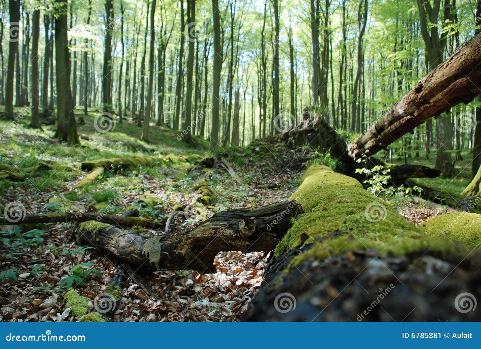 An Old Fallen Tree in a Sunlit Forest Stock Image - Image of moosed ...