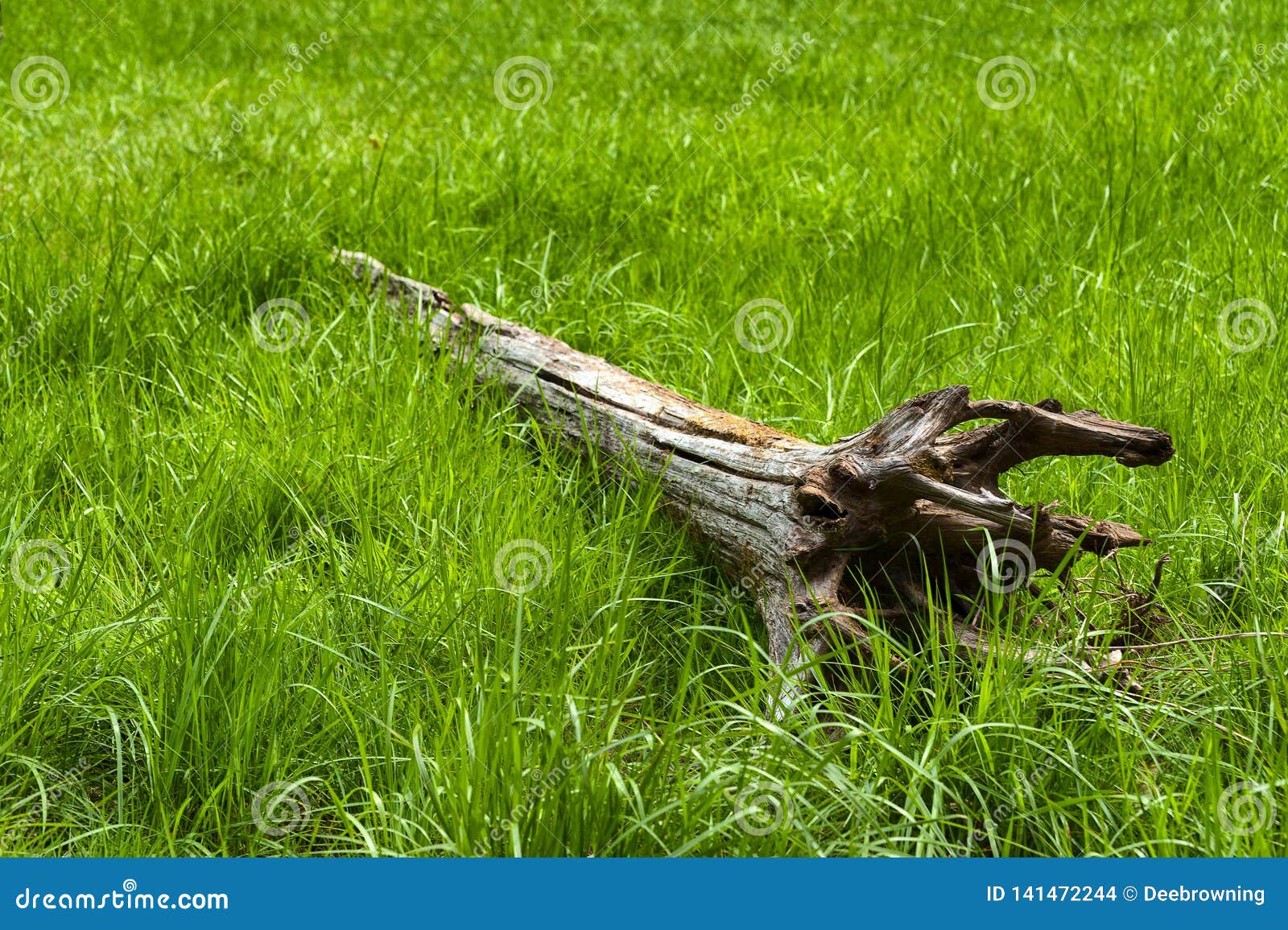 Old Fallen Tree and Tall Grass Stock Photo - Image of trunk, nature ...