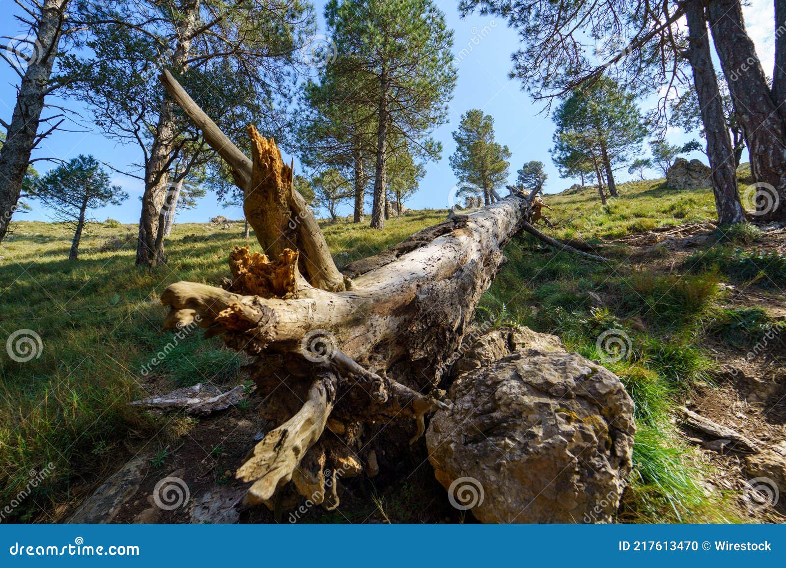 Old Fallen Tree Trunk in a Forest Stock Photo - Image of wood, tree ...